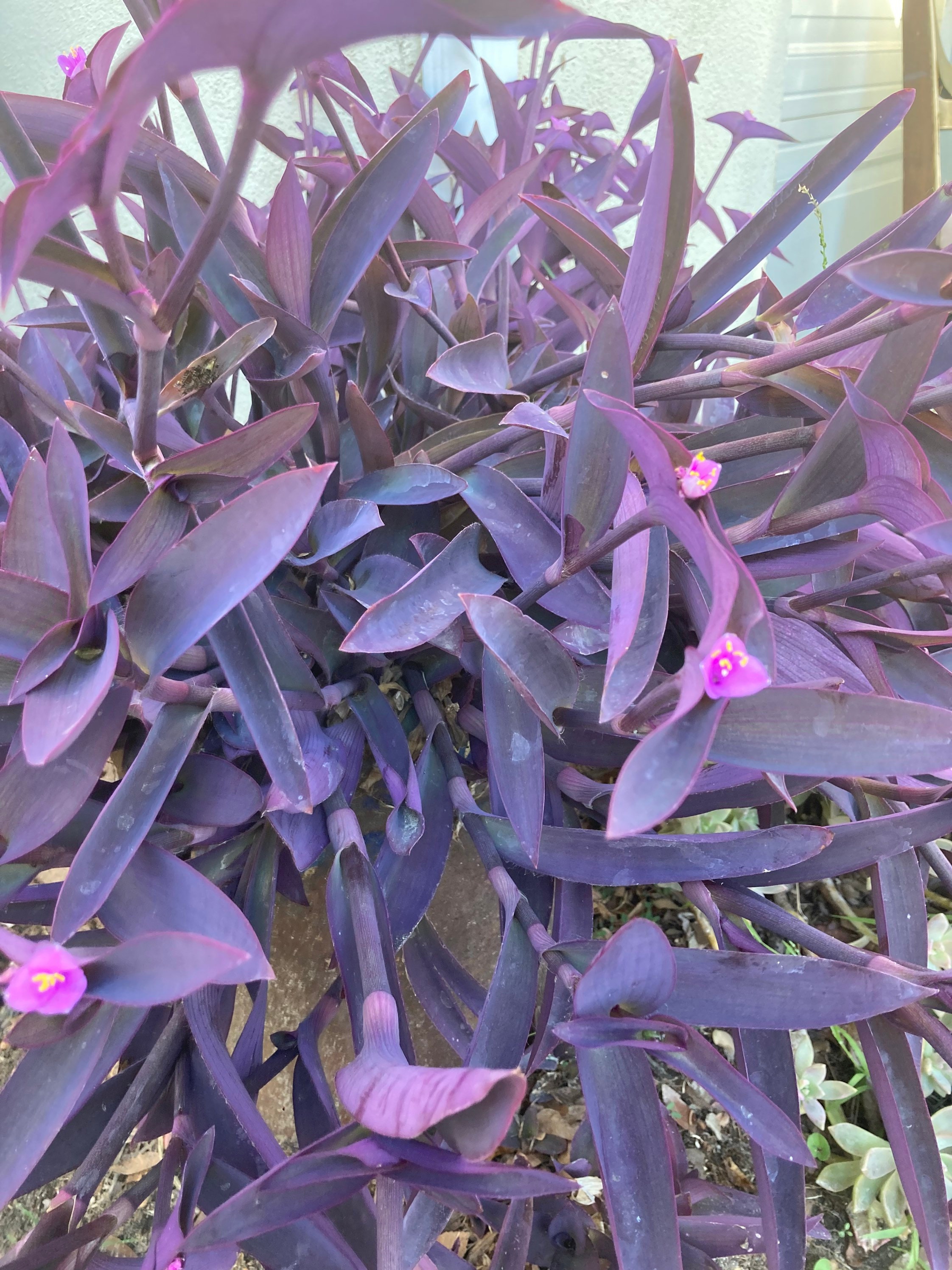 Tradescantia Pallida Purple Heart Purple Secretia Purple - Etsy