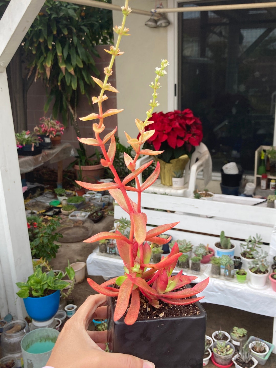 Crassula Campfire Plants | Fresh Cut 1~1.5" Wide | VG13 | - Etsy