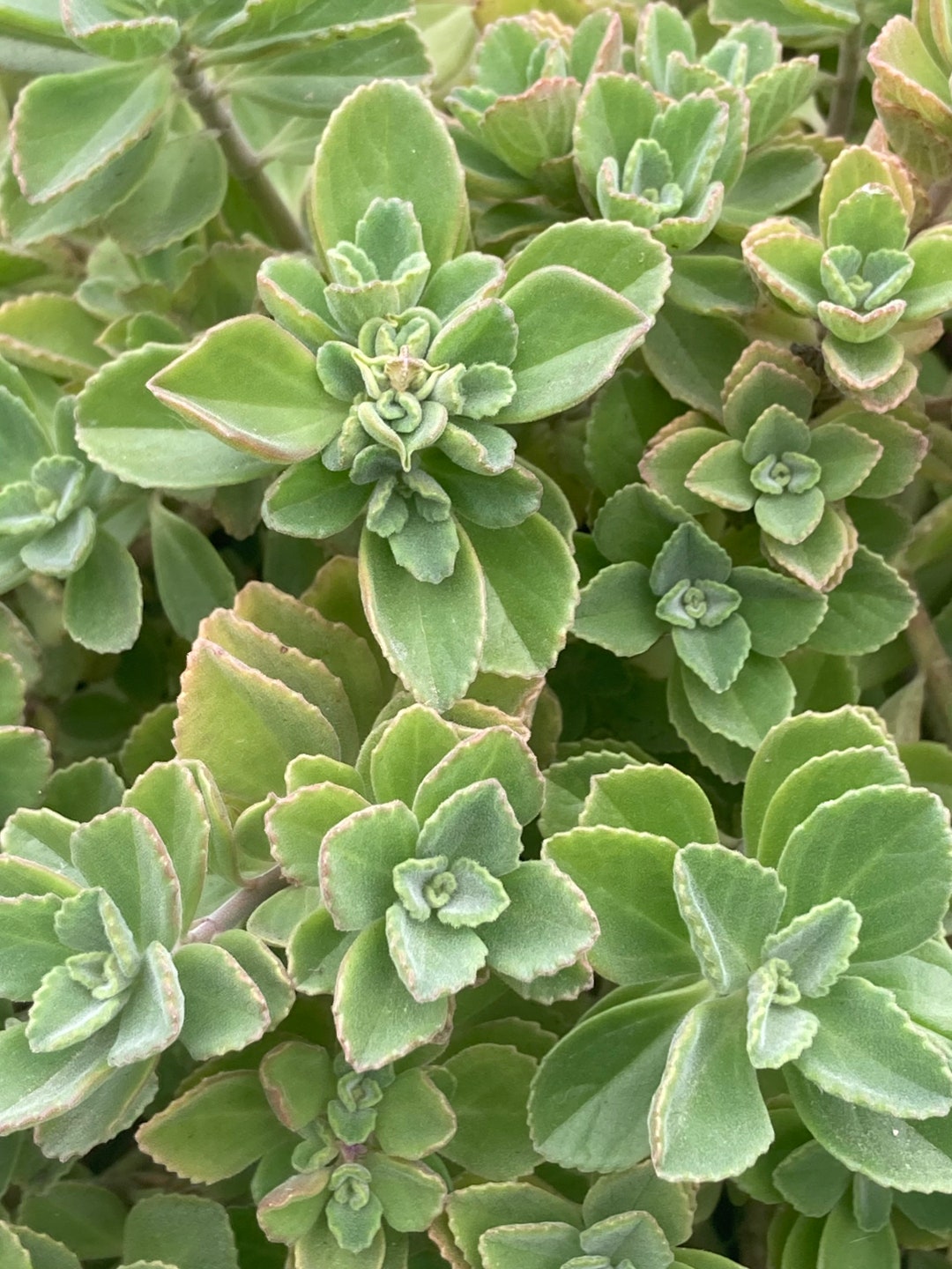 Plectranthus Arabicus 'little Spurflower / Cockspur Flower / Scaredy ...