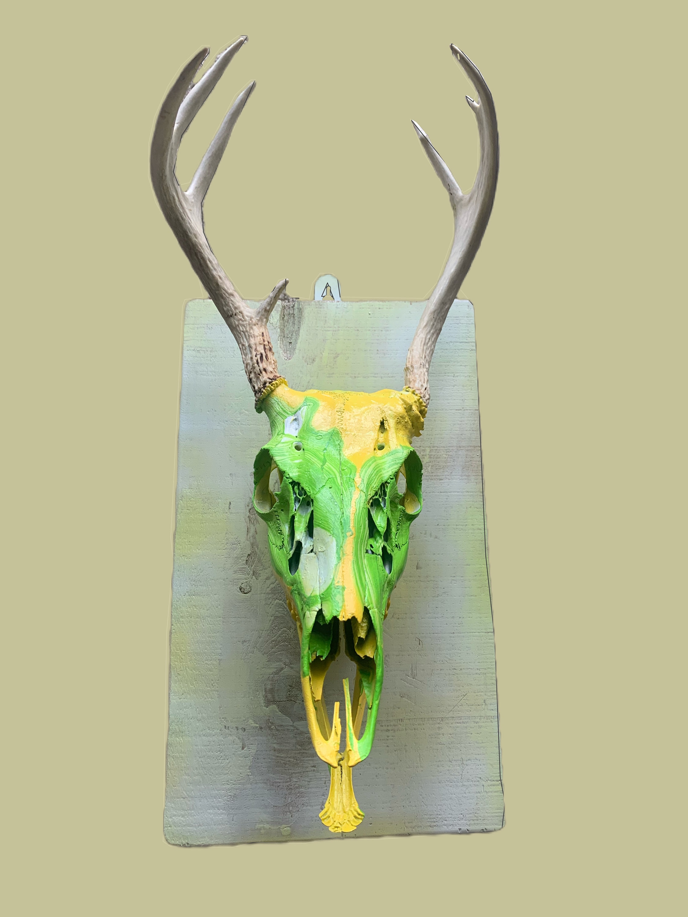 Real Deer Skull With Antlers and Jaw Bone. Mounted on Backboard Ready ...