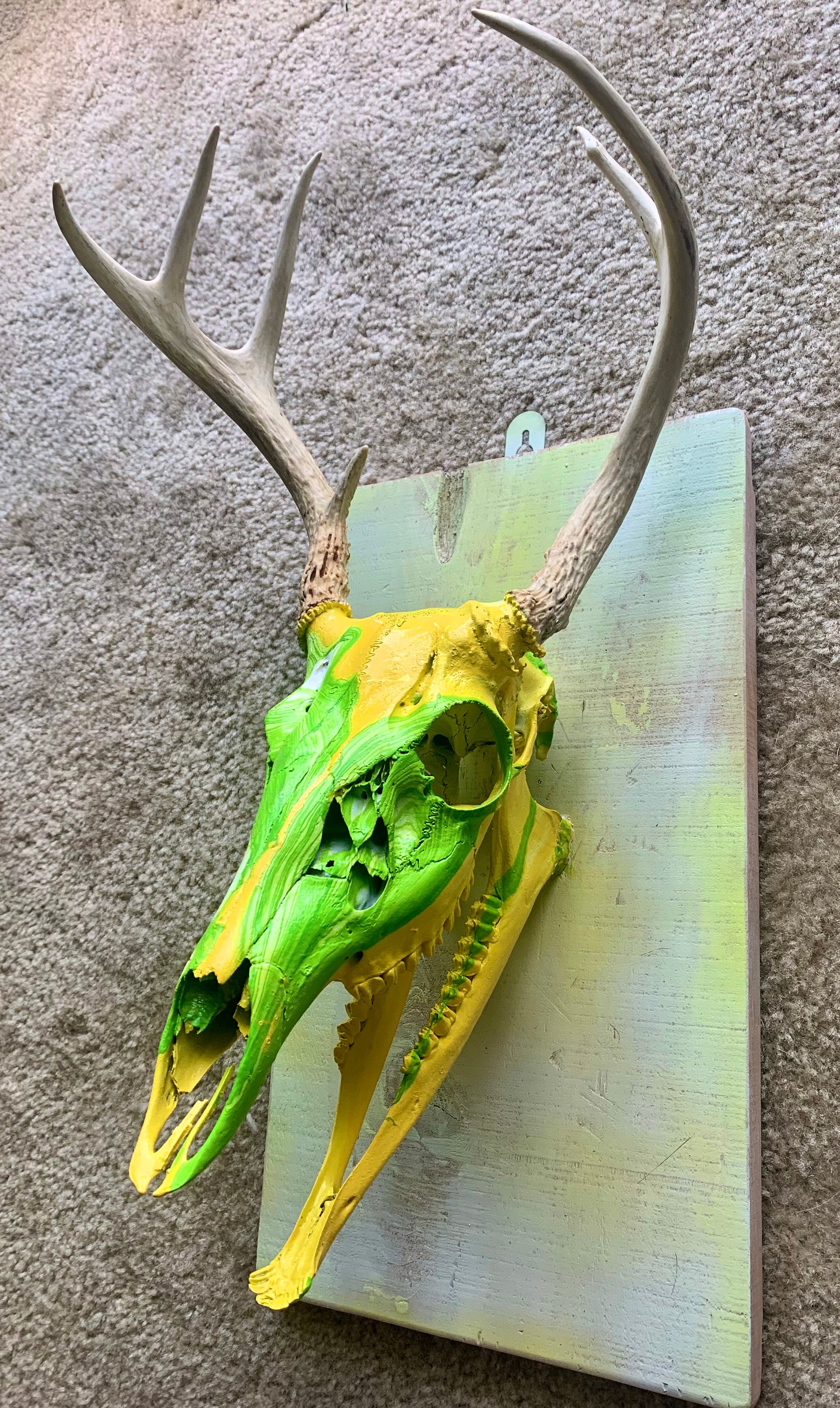 Real Deer Skull With Antlers and Jaw Bone. Mounted on Backboard Ready ...