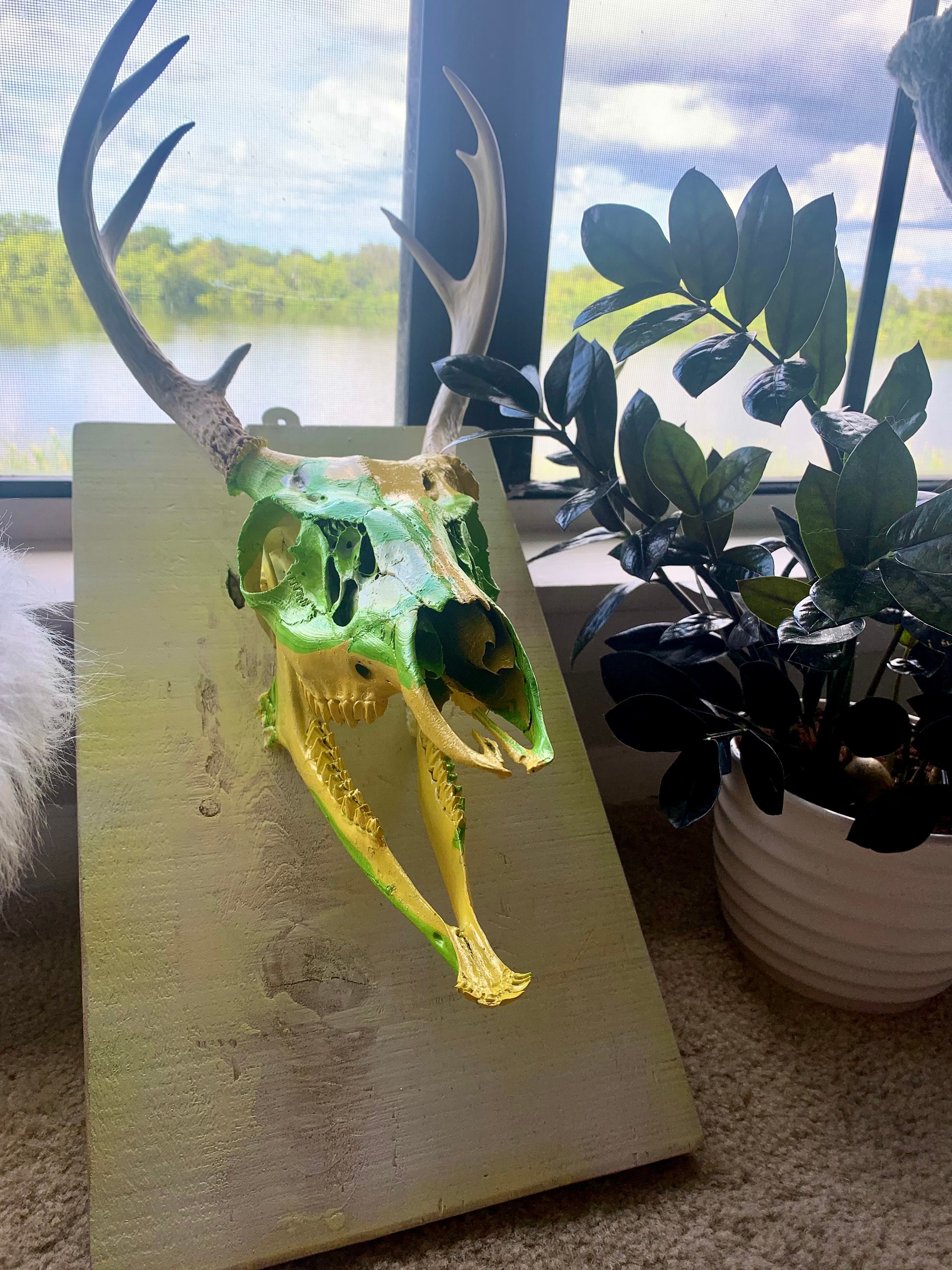 Real Deer Skull With Antlers and Jaw Bone. Mounted on Backboard Ready ...