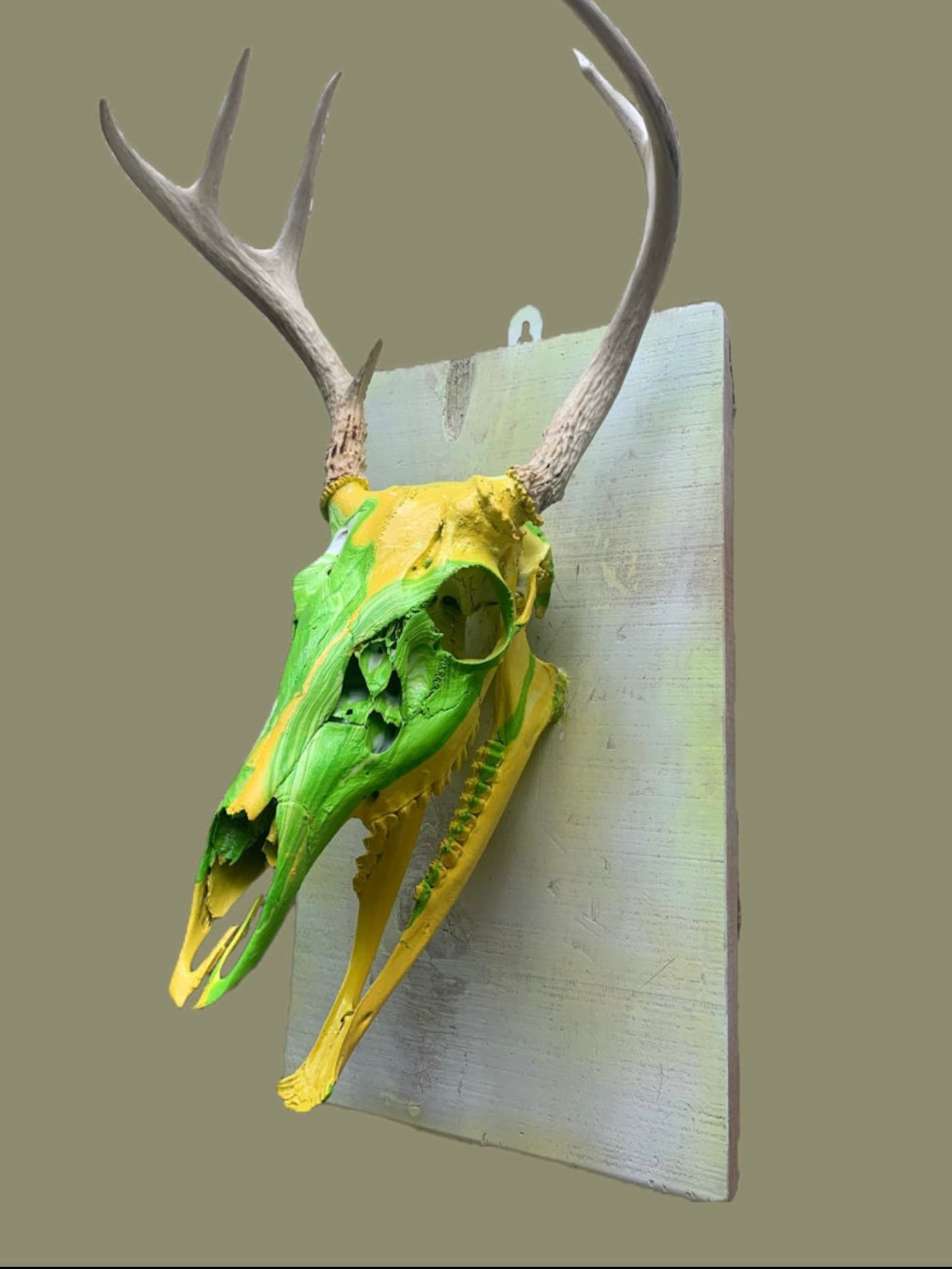 Real Deer Skull With Antlers and Jaw Bone. Mounted on Backboard Ready ...