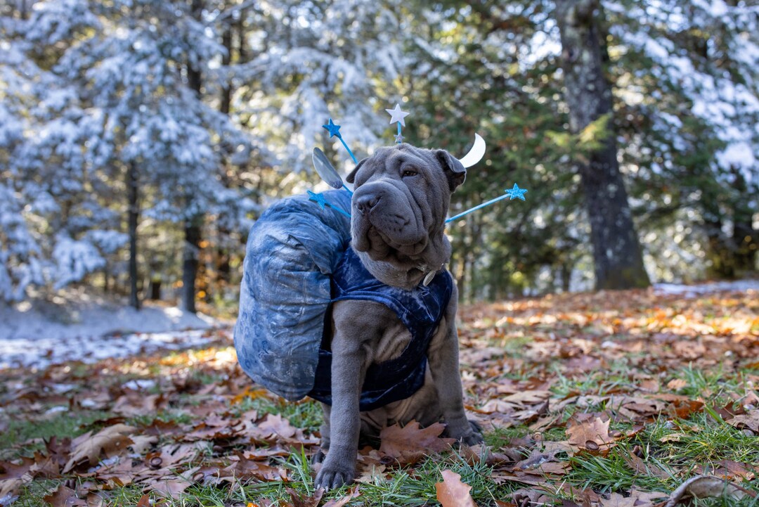Custom Made Pet Costume Pet Clothing, Pet Halloween Costume, Dog ...