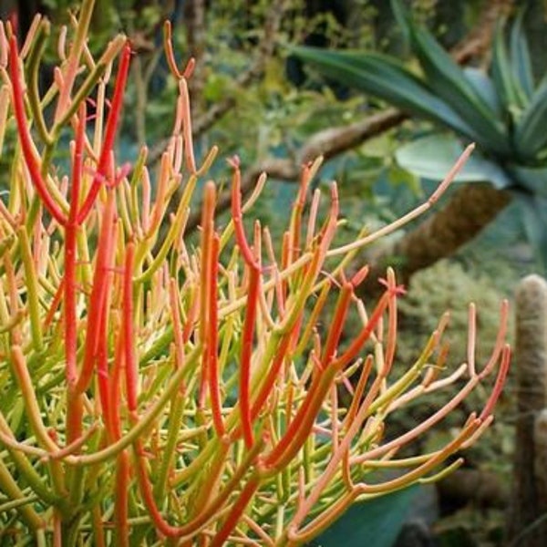 Fire Sticks Succulent - Etsy