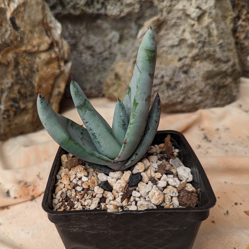 Aloe Petricola Stone Aloe Native to Southern Africa - Etsy