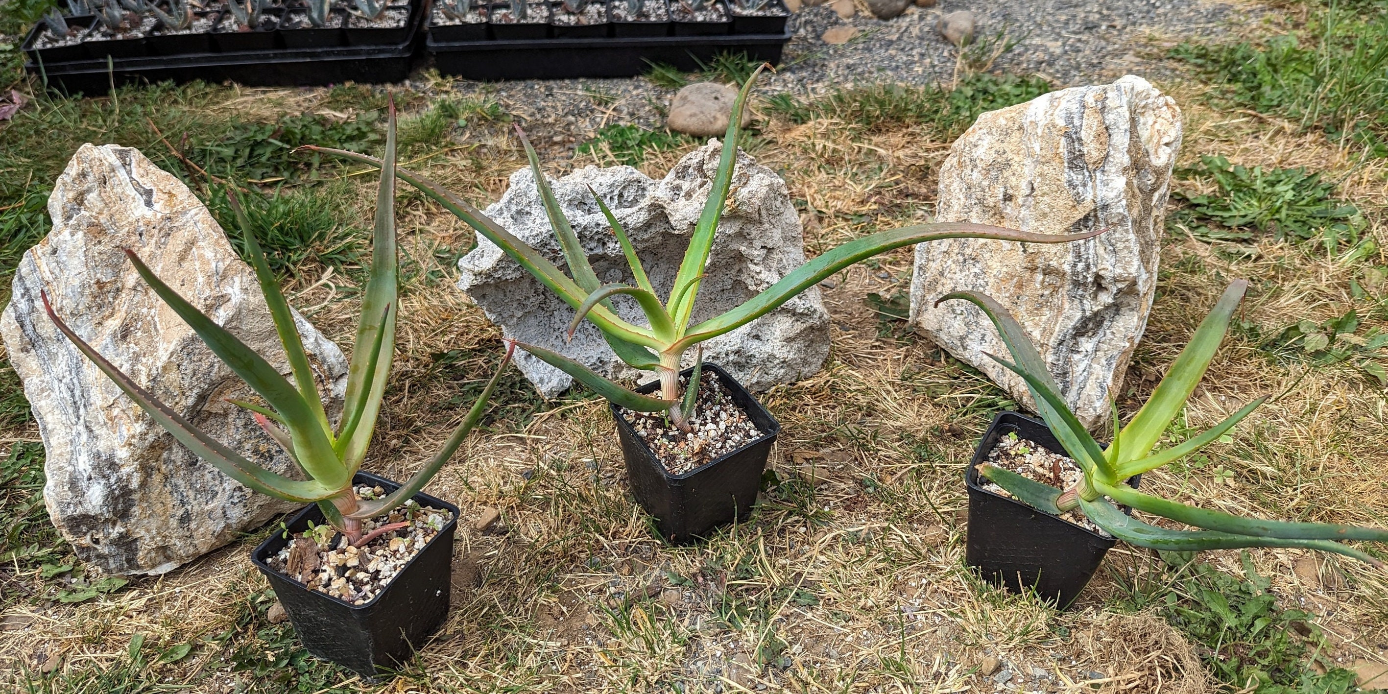 Aloe Spicata Narrow-leaf Aloe Spike Aloe Native to - Etsy
