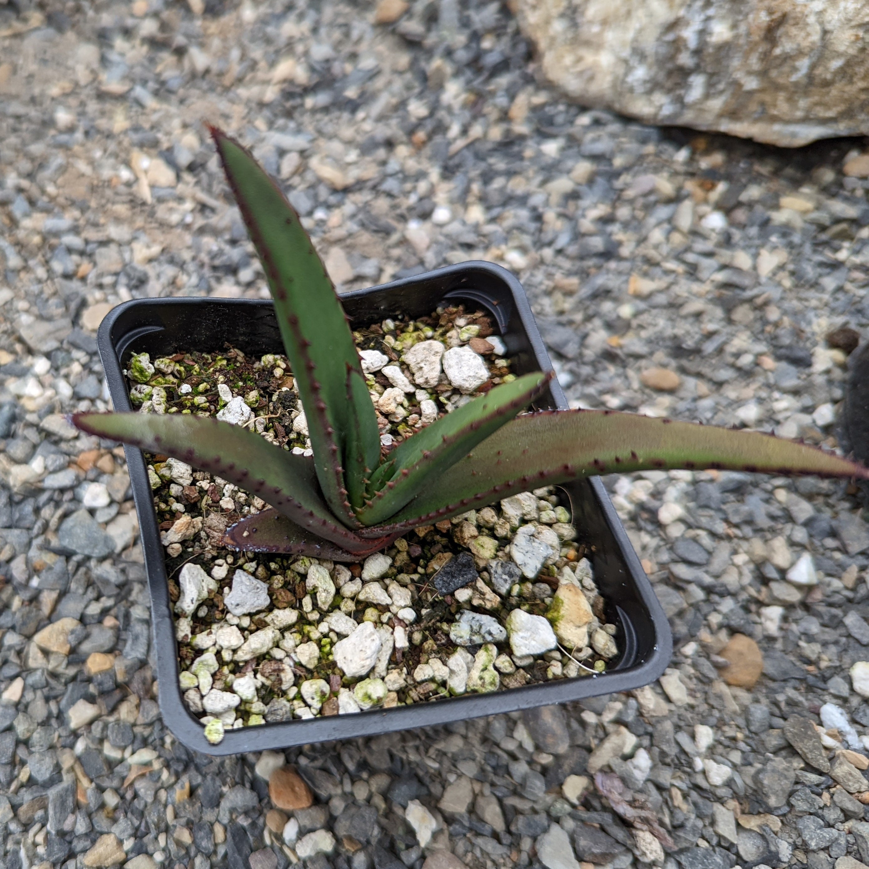 Aloe Wickensii, Geelaalwyn Stemless South African Aloe Winter Blooming ...