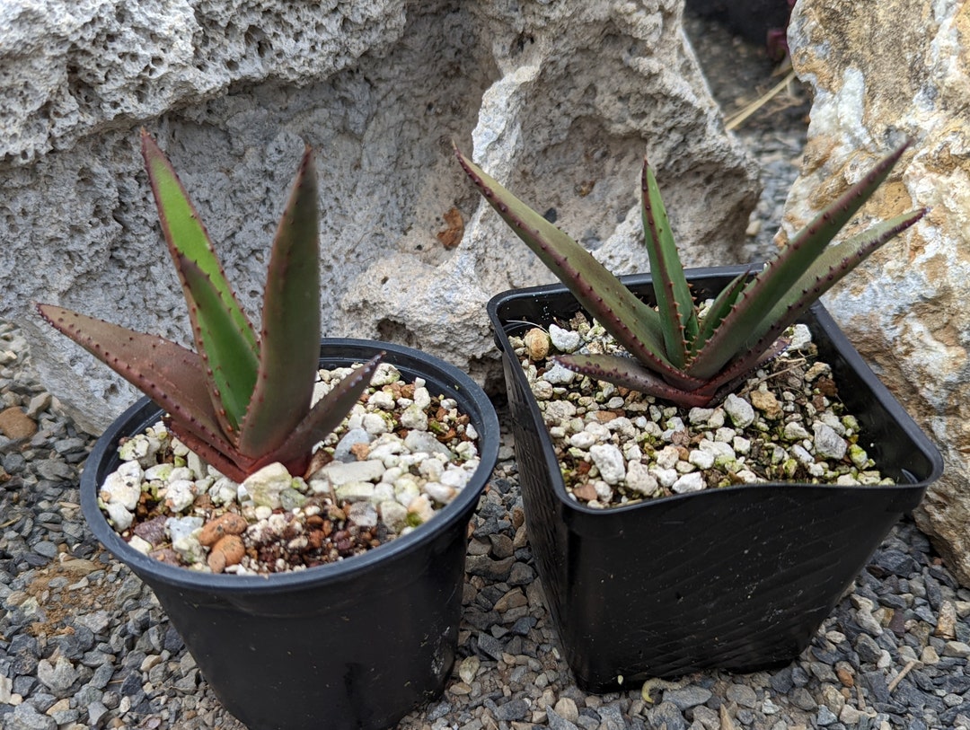 Aloe Wickensii, Geelaalwyn Stemless South African Aloe Winter Blooming ...