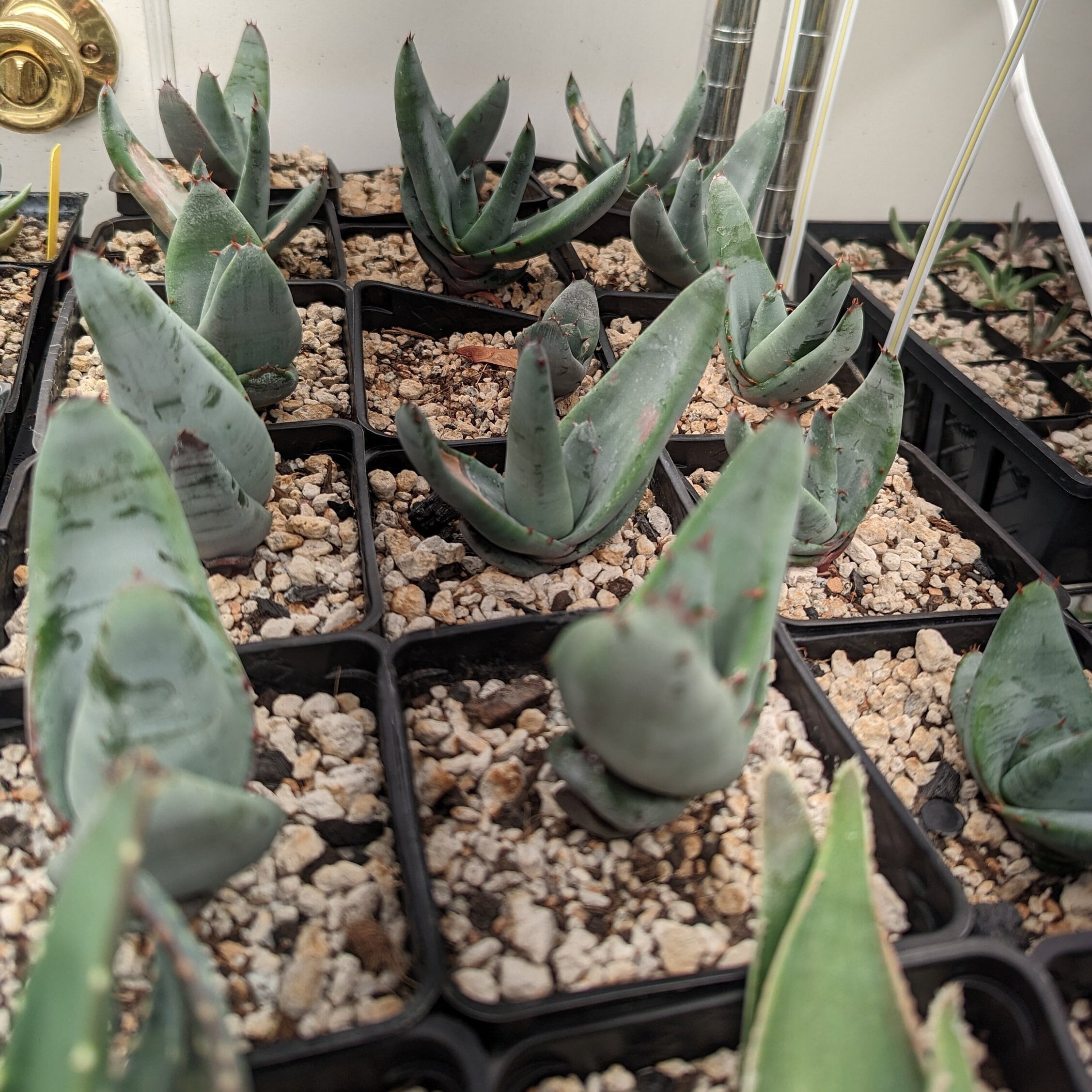 Aloe Petricola Stone Aloe Native to Southern Africa - Etsy