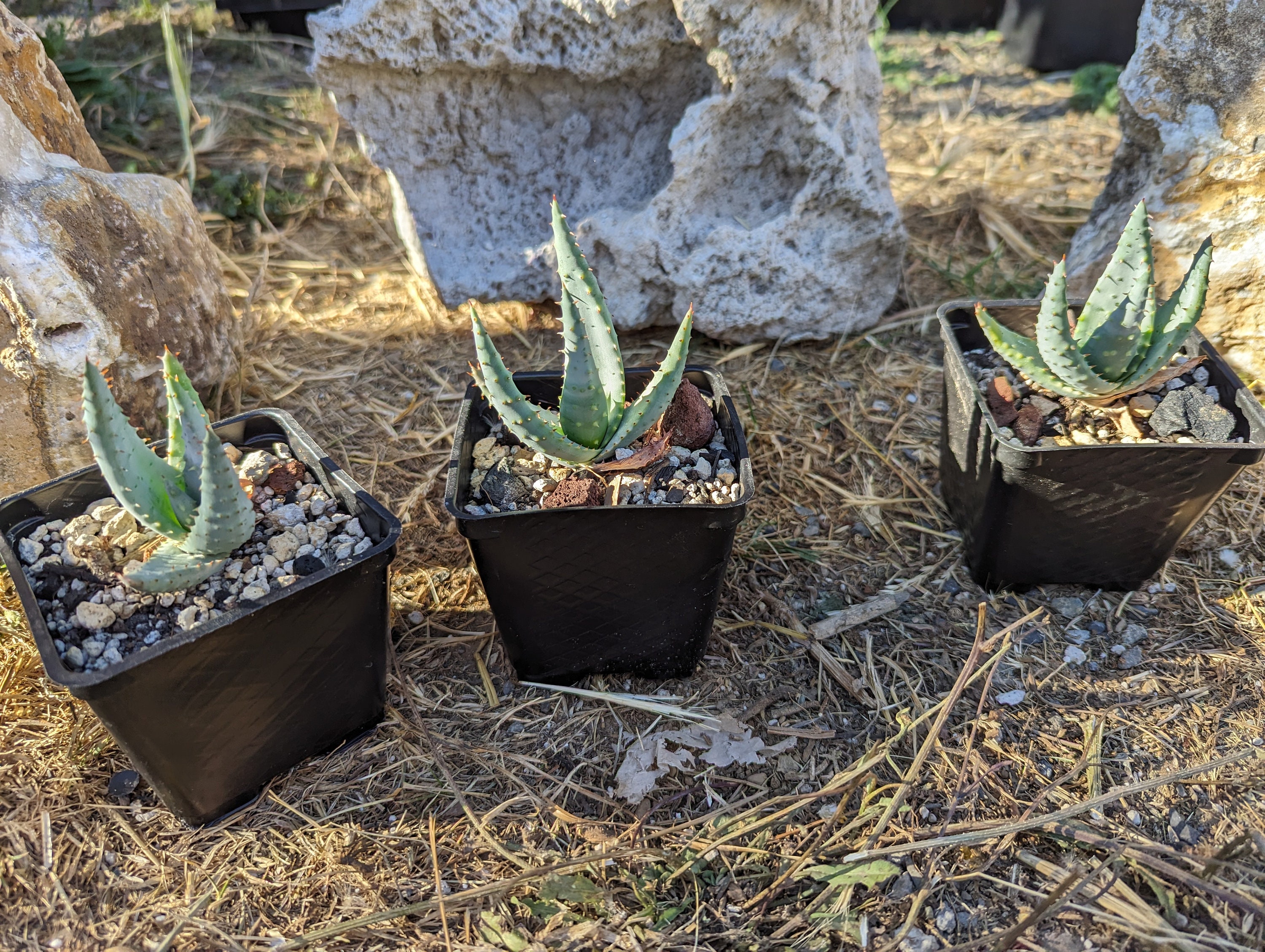 Aloe Reitzii - a Rare Summer Blooming Stemless Aloe With Beautiful Red ...