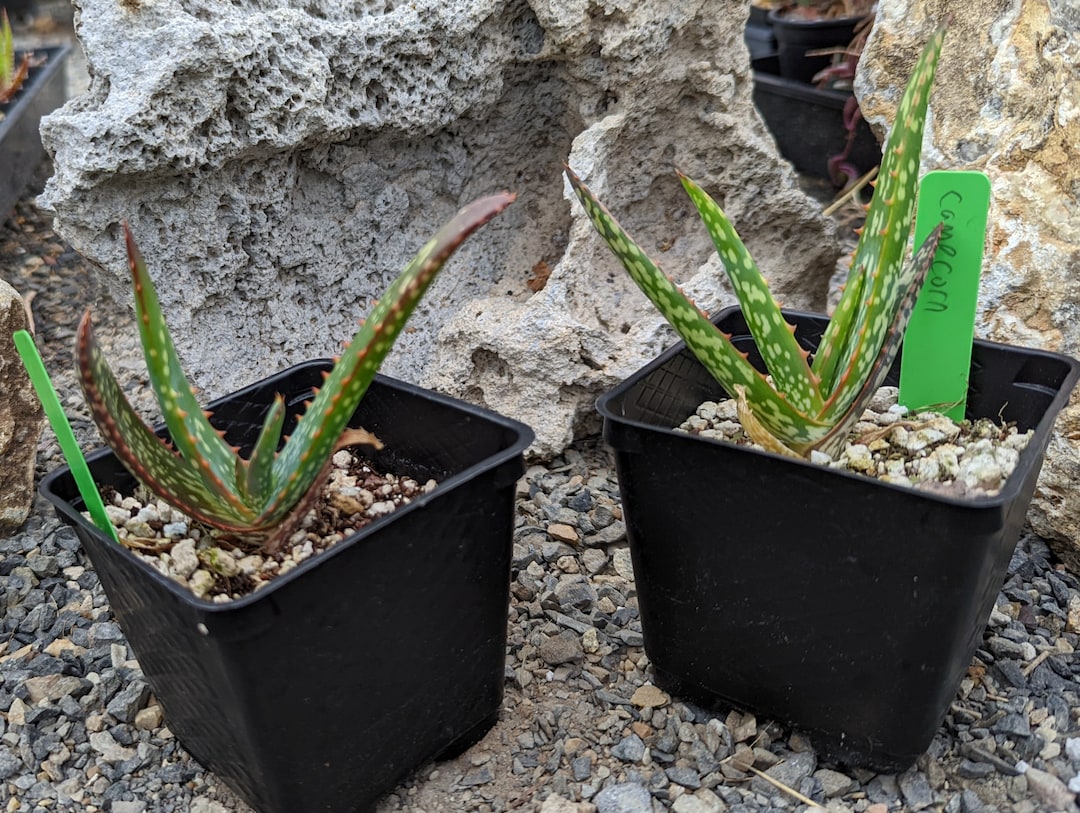 Aloe Camperi 'cornuta' Horned Nubian Aloe Clump-forming Ethiopian ...