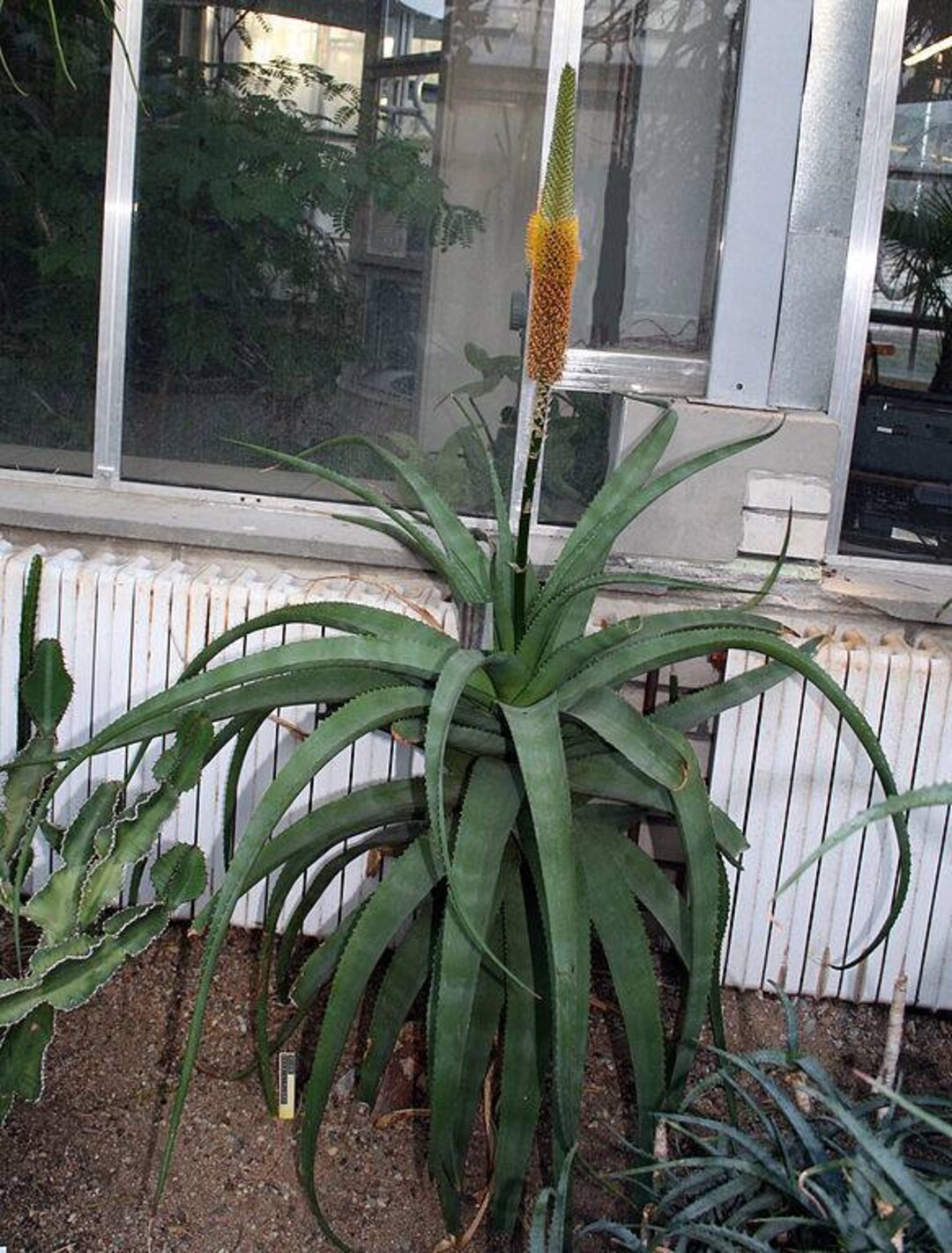 Aloe Spicata - Narrow-leaf Aloe, Spike Aloe | Native to Southern Africa ...