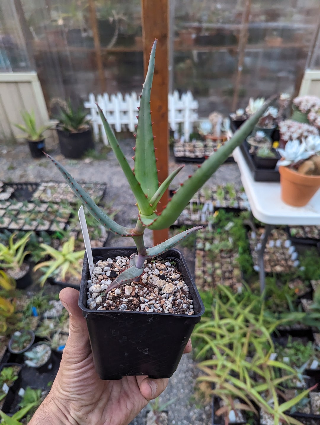 Aloe Divaricata, Vahotsoy Aloe | Madagascar Endemic | Red Winter Blooms ...