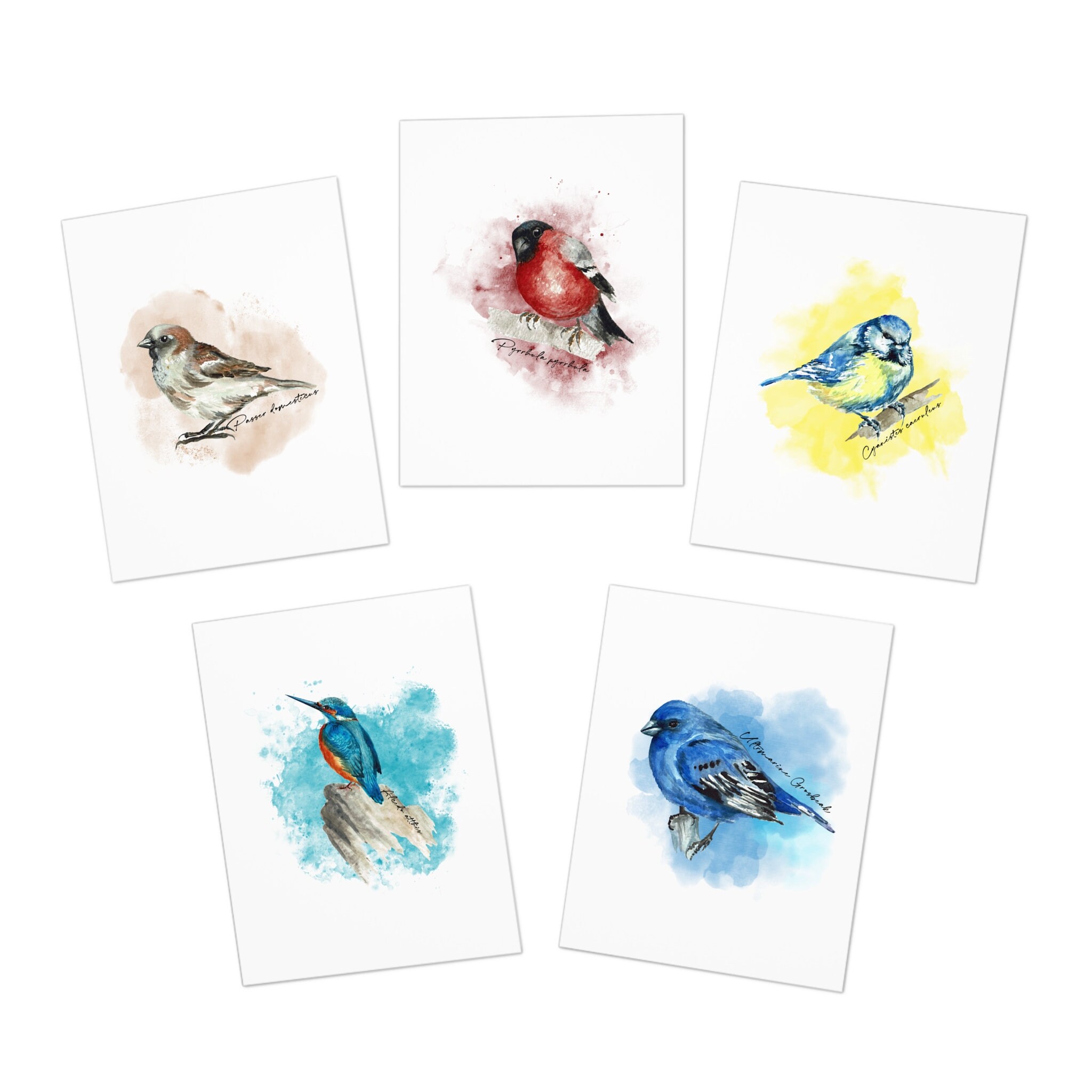 Birds Blank Inside Cards 5-pack With Envelopes, Bird Watcher Cards ...