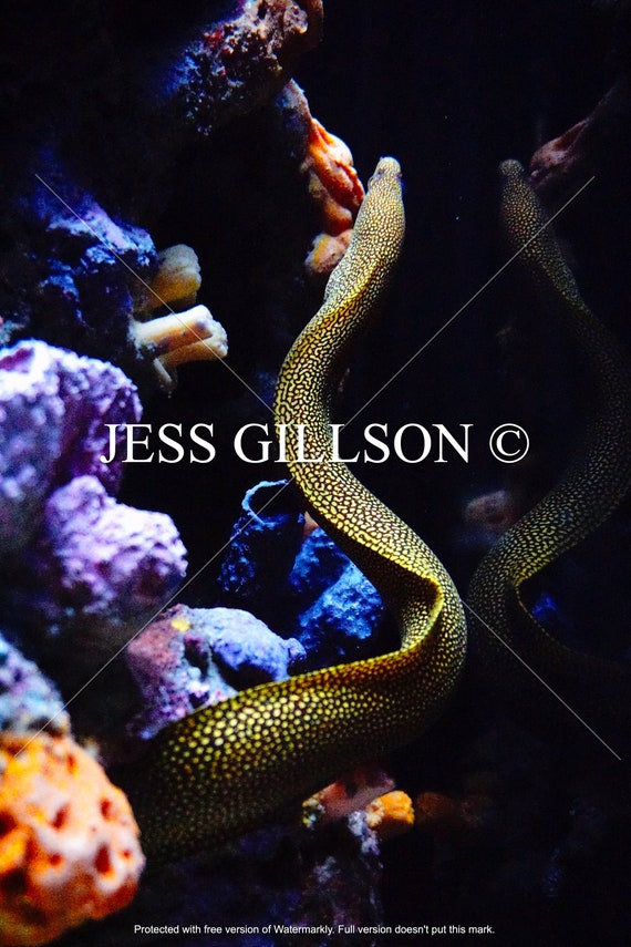 Moray Eel 1 Digital Print | Etsy