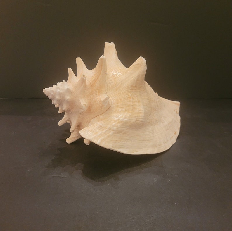 Vintage Large Conch Shell - Etsy