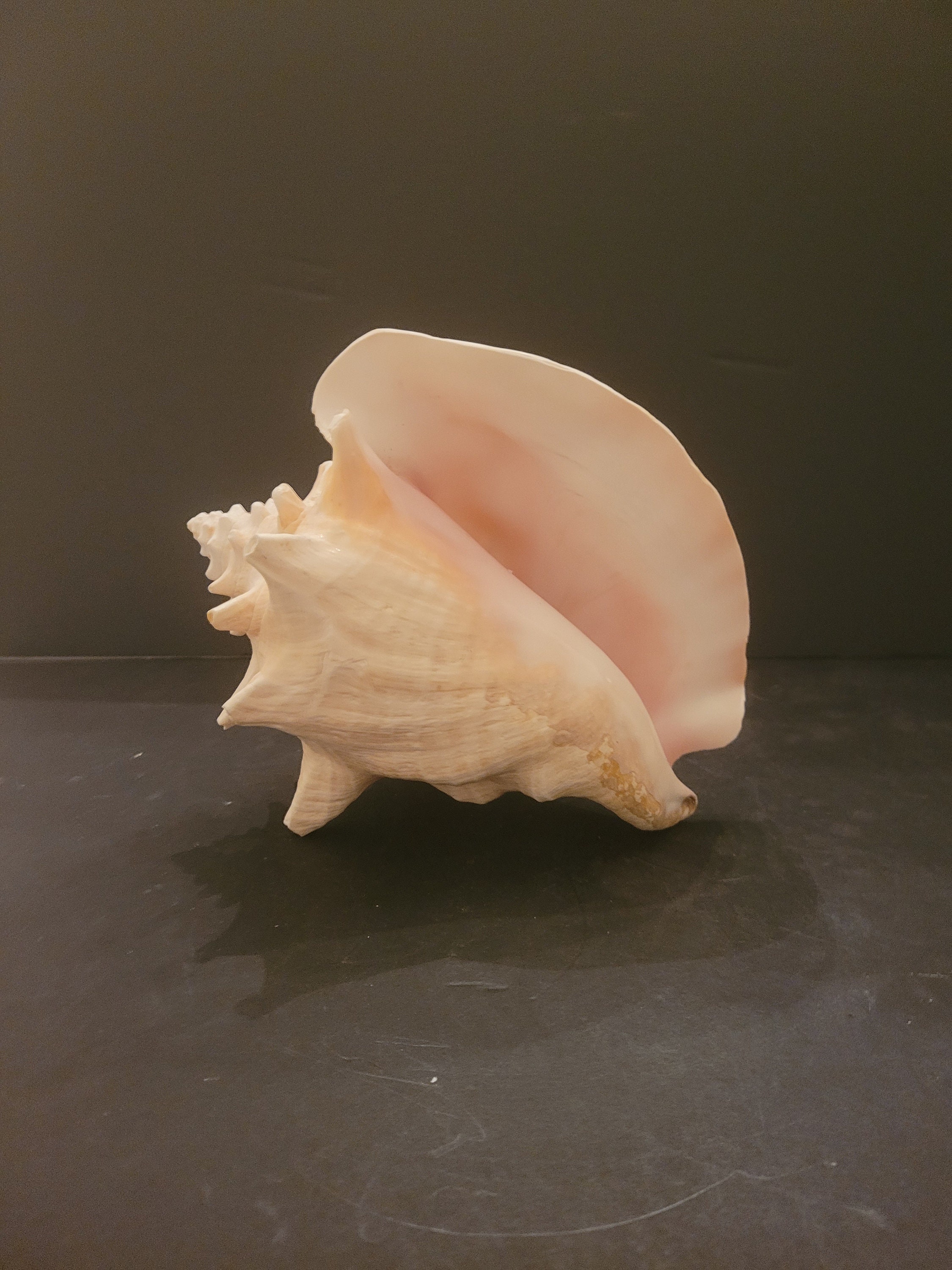 Vintage Large Conch Shell - Etsy