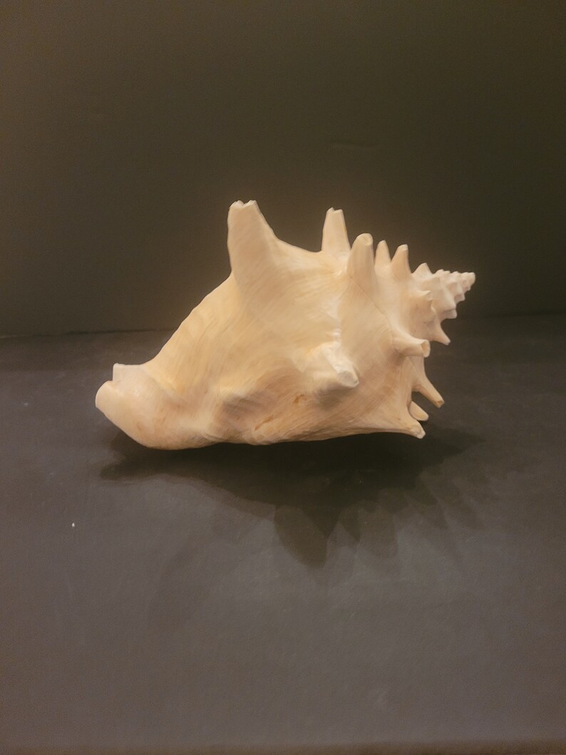 Vintage Large Conch Shell - Etsy