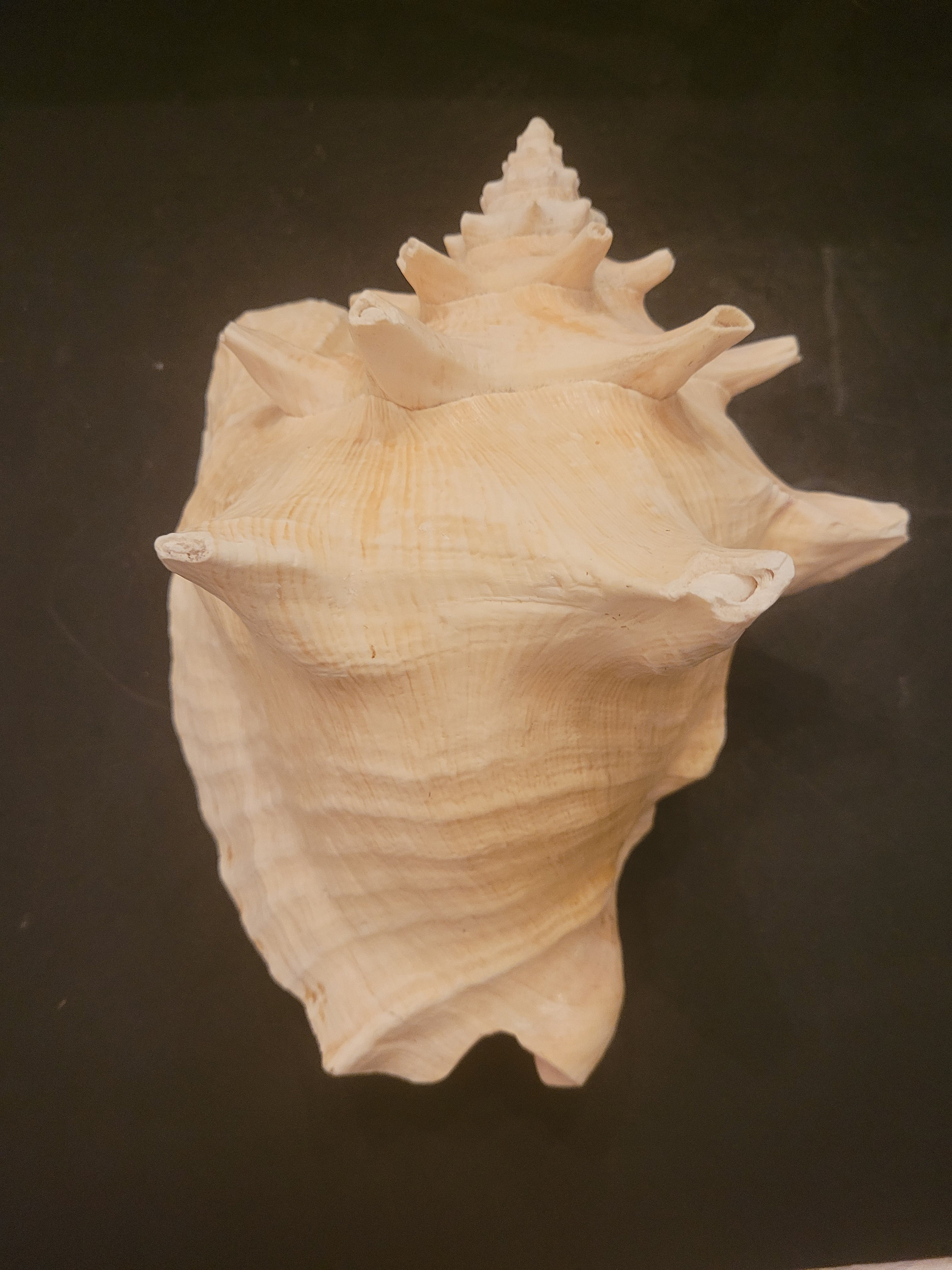 Vintage Large Conch Shell - Etsy