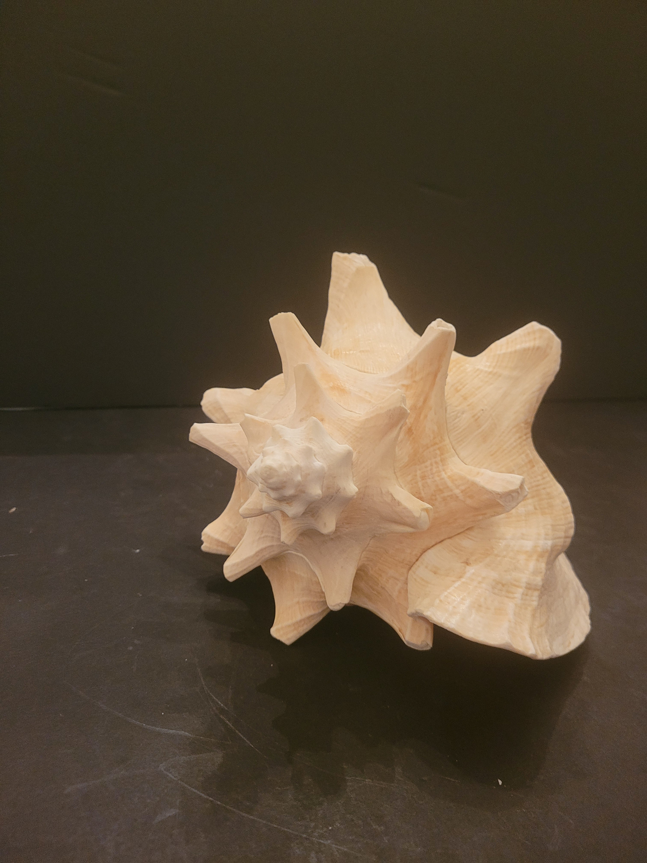 Vintage Large Conch Shell - Etsy