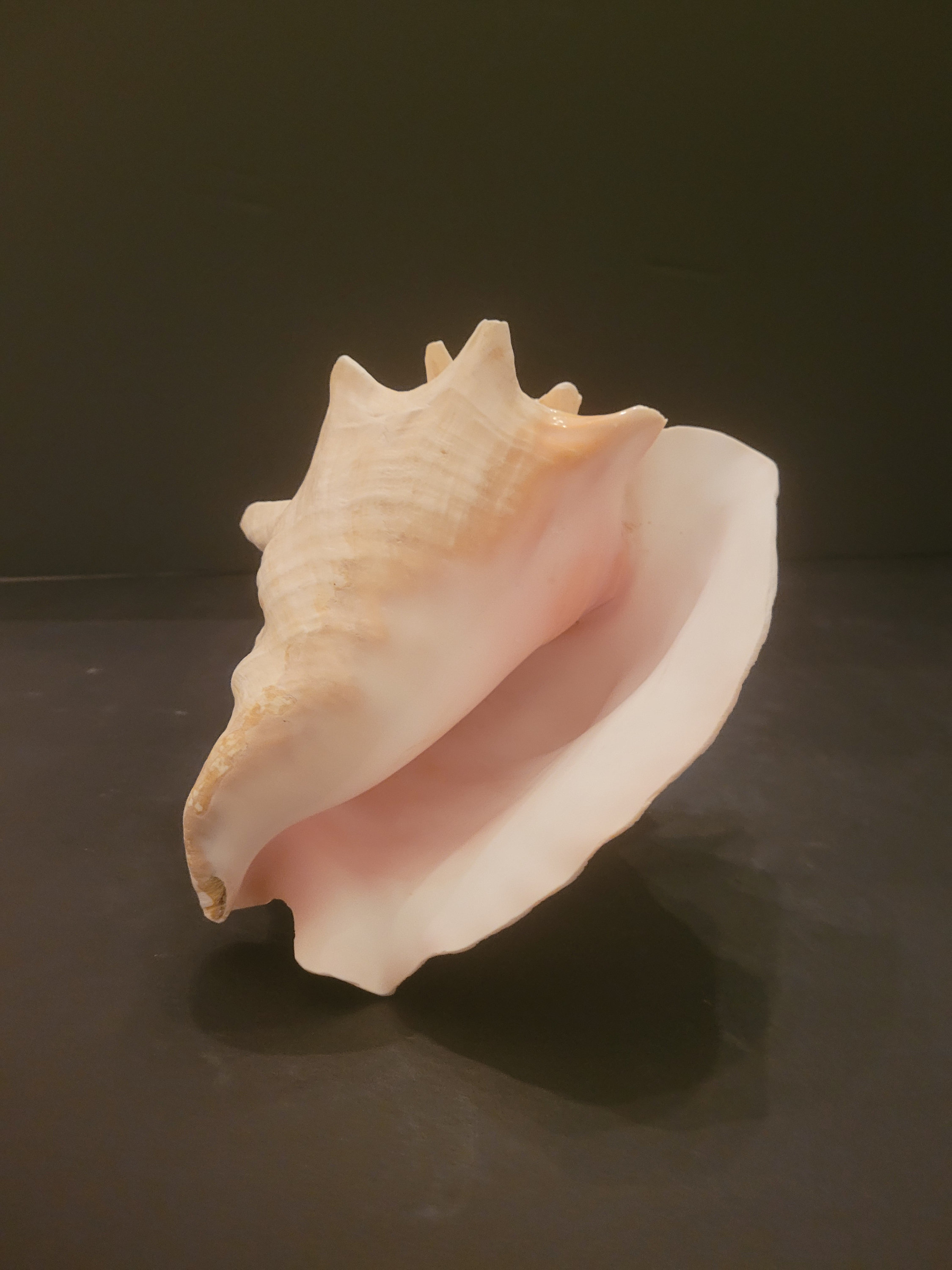 Vintage Large Conch Shell - Etsy
