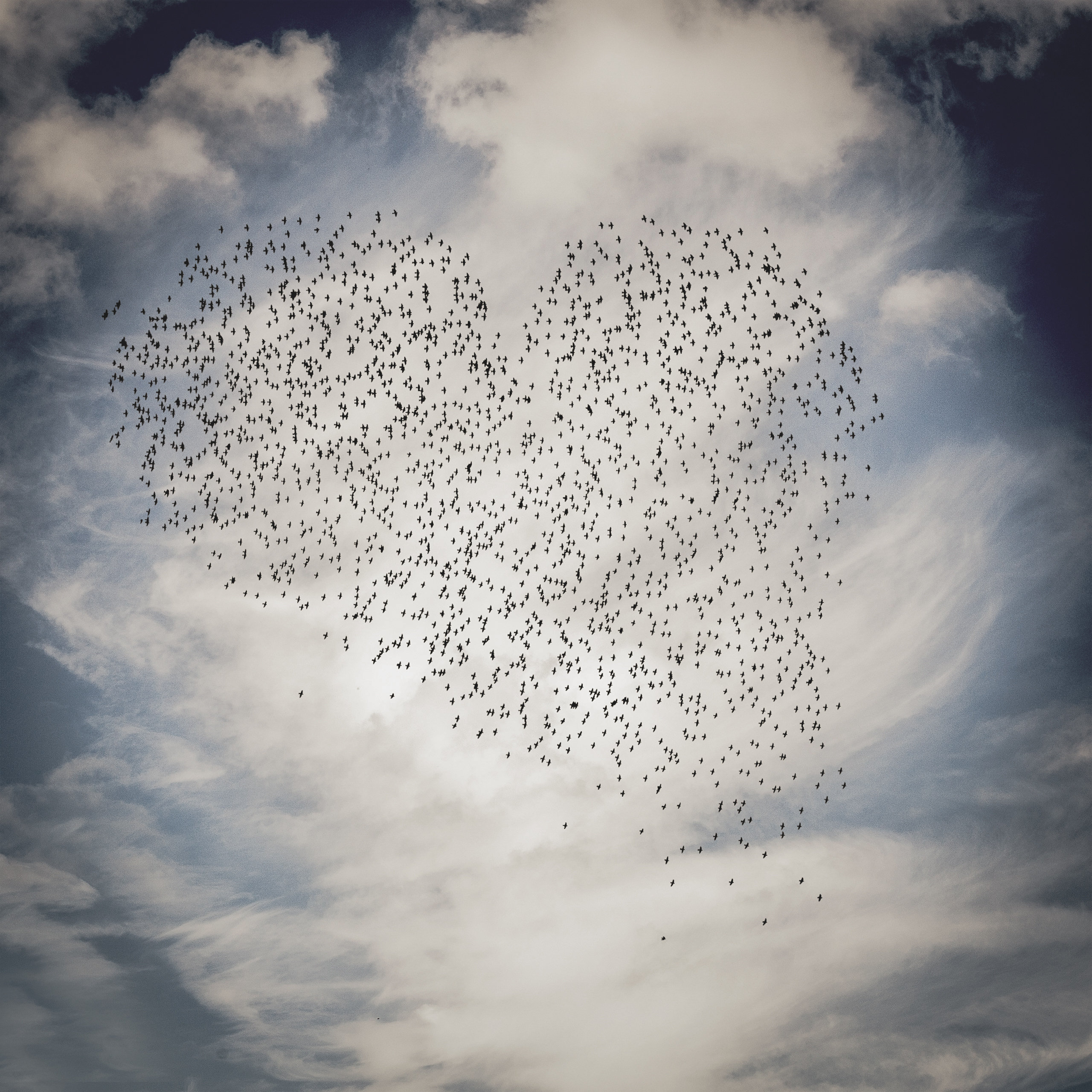 Romantic Starling Murmuration Heart Shaped Photo Print for Valentines Art Print - Etsy