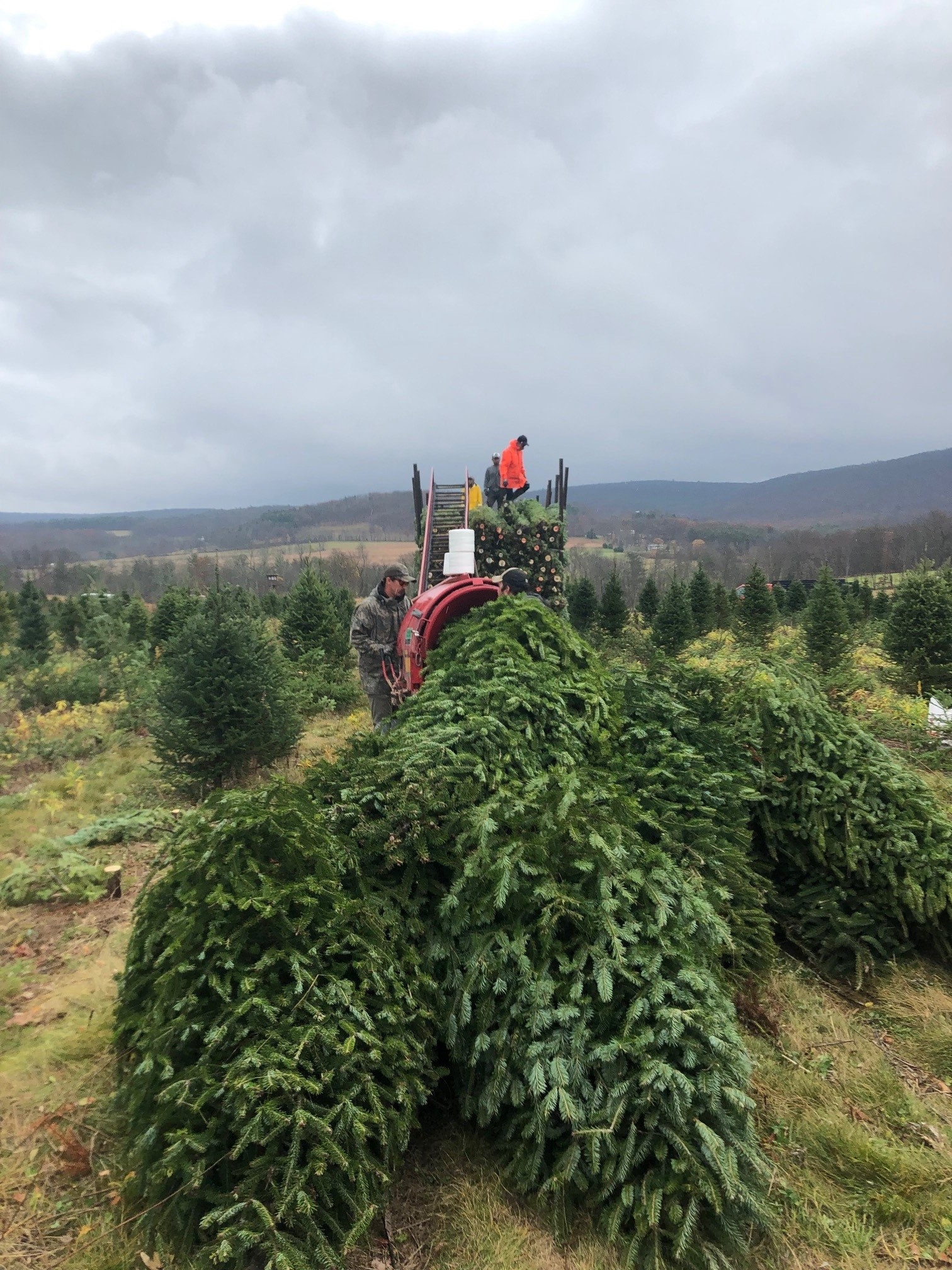 5 Foot Fresh Cut REAL Christmas Tree - Etsy