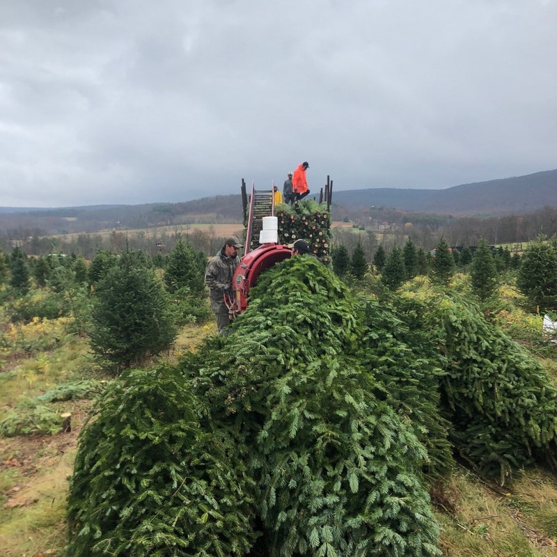 Christmas Tree Under 100 - Etsy