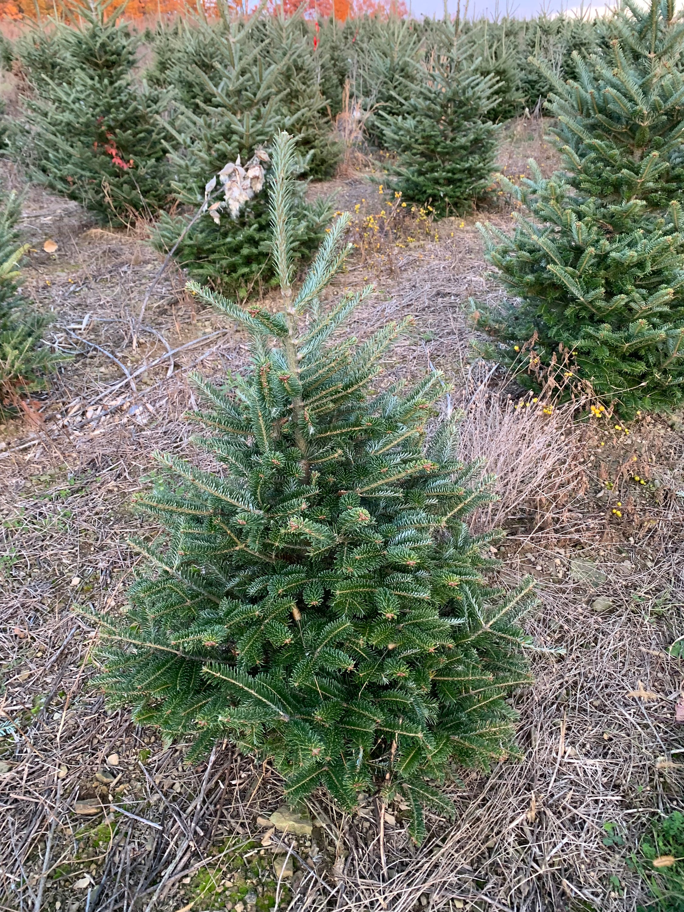 3 Foot Fresh Fraiser Fir Cut REAL Christmas Tree - Etsy