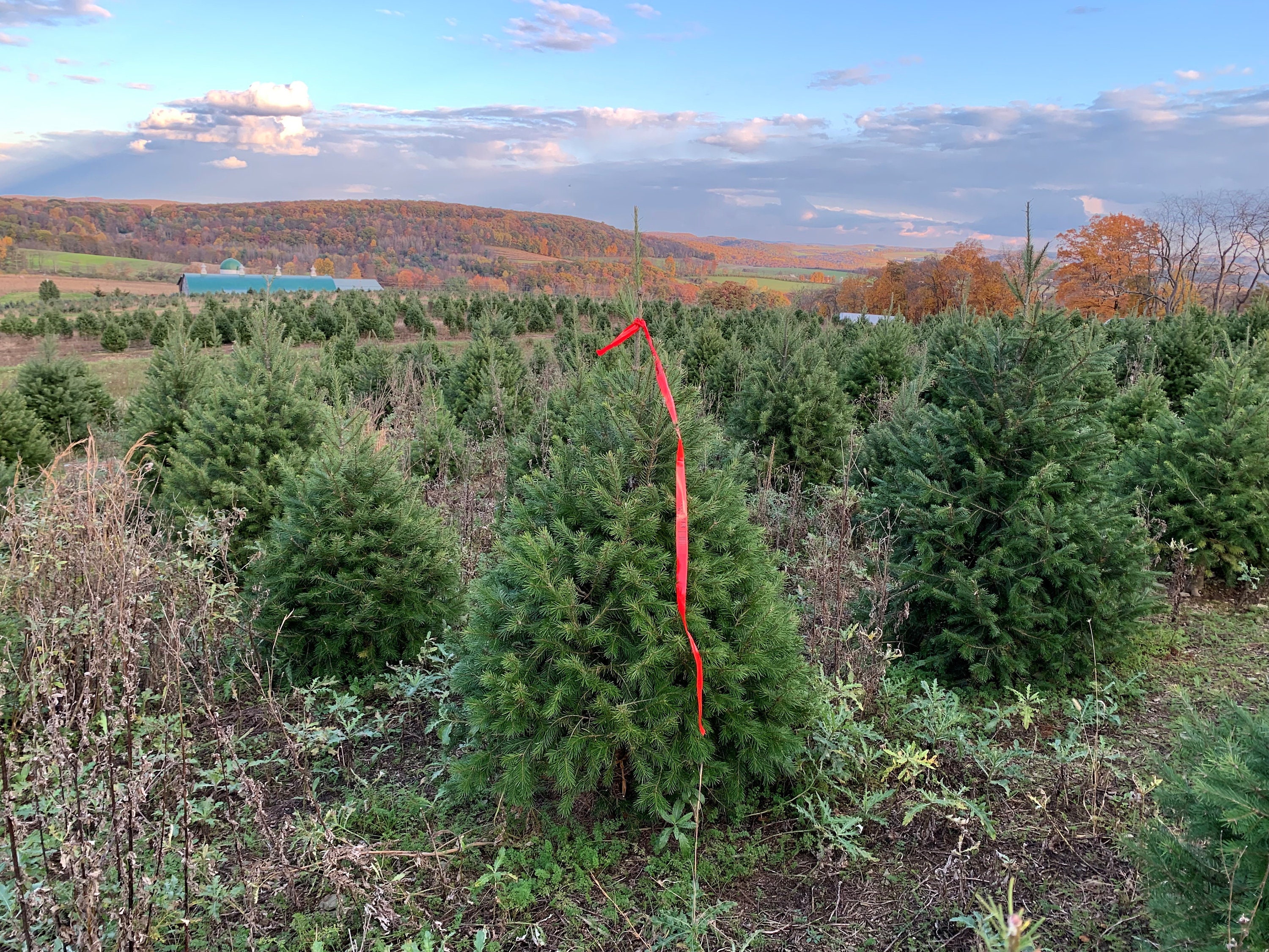 Douglas Fir Christmas Tree