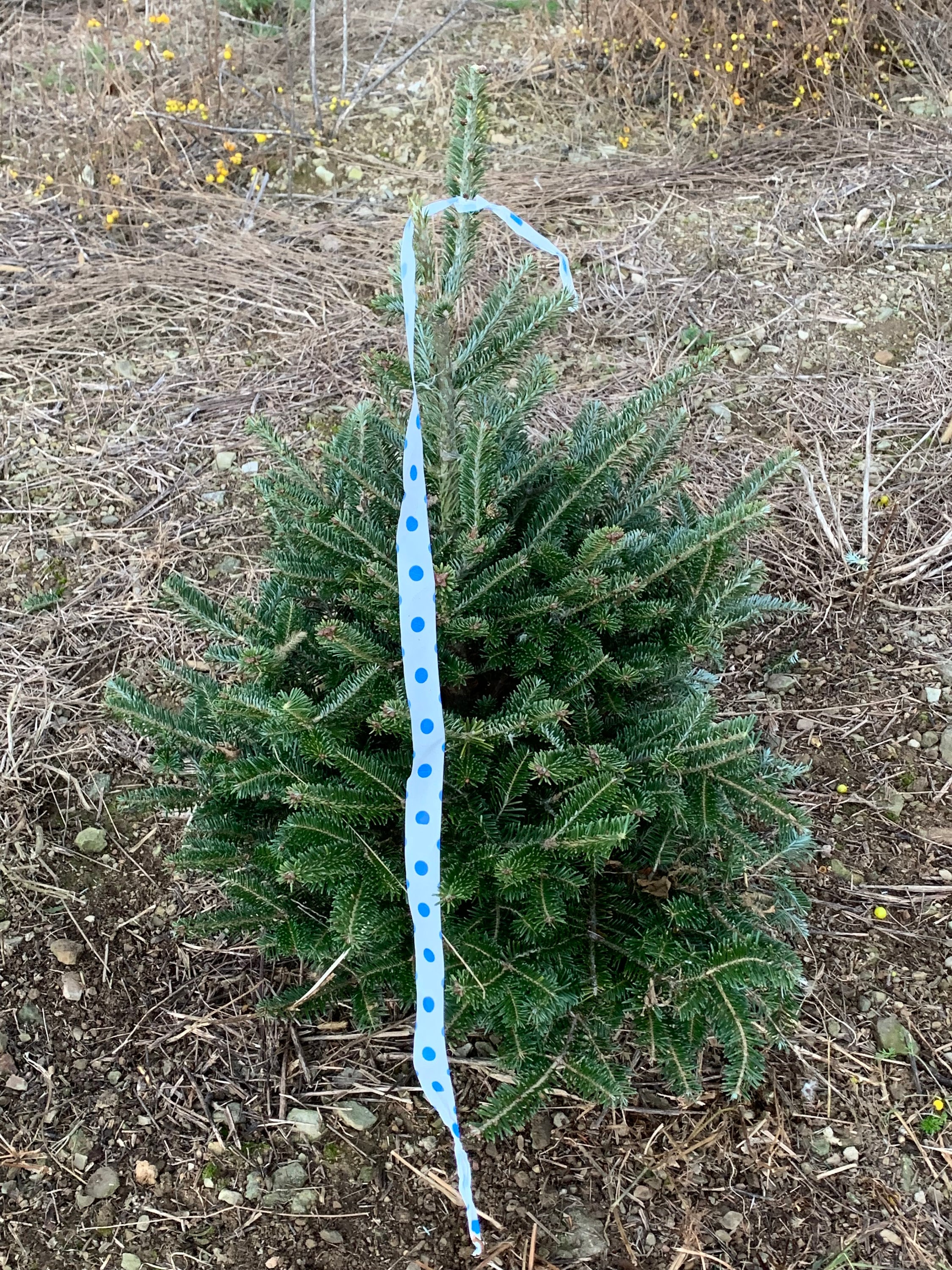 3 Foot Fresh Cut REAL Christmas Tree - Etsy