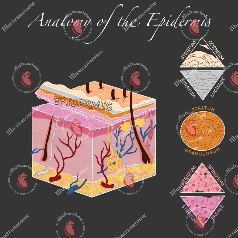 Anatomy of the Epidermis Aesthetics Anatomy Art Print - Etsy