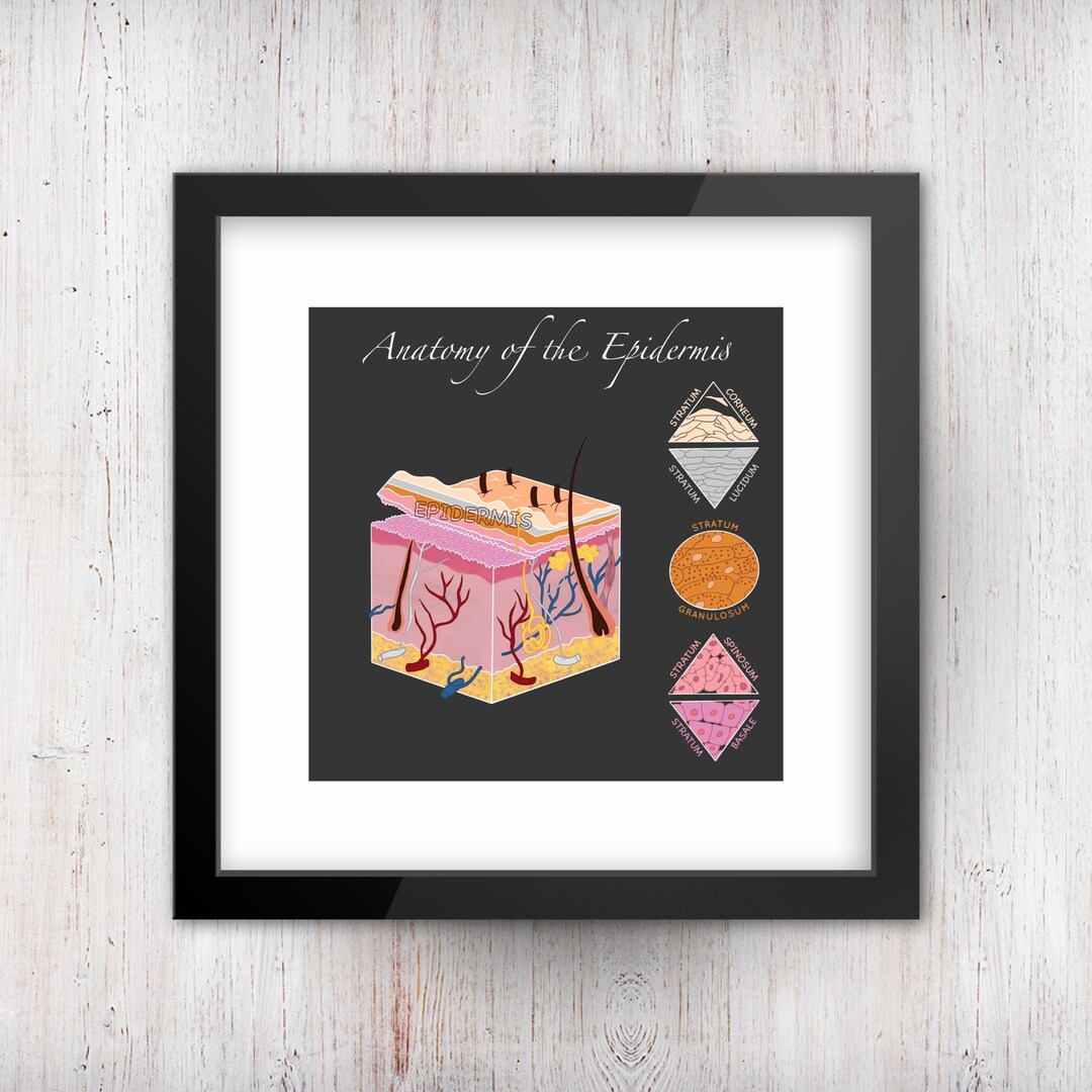 Anatomy of the Epidermis, Aesthetics, Anatomy, Art Print, Epidermis - Etsy