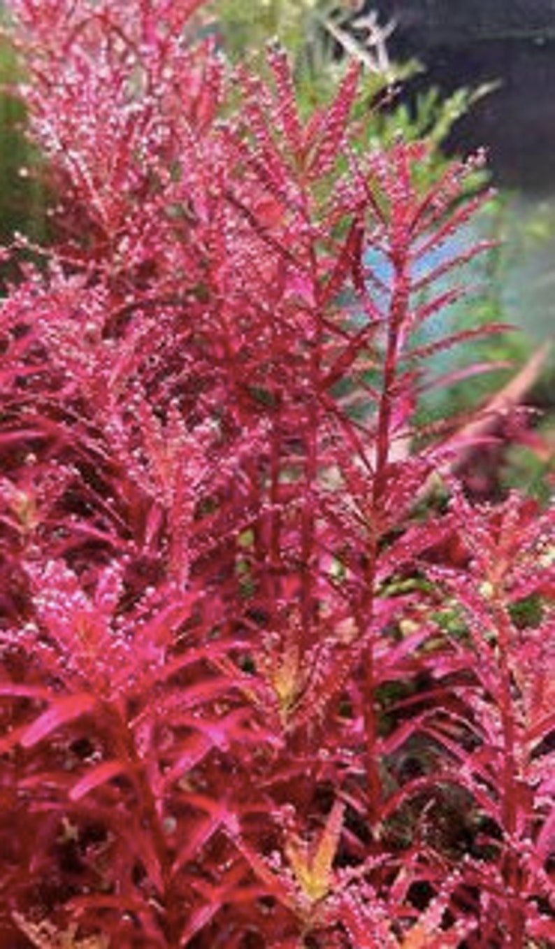 4 Stems of Rotala Blood Red SG Live Aquarium Plant + No Snails - Etsy