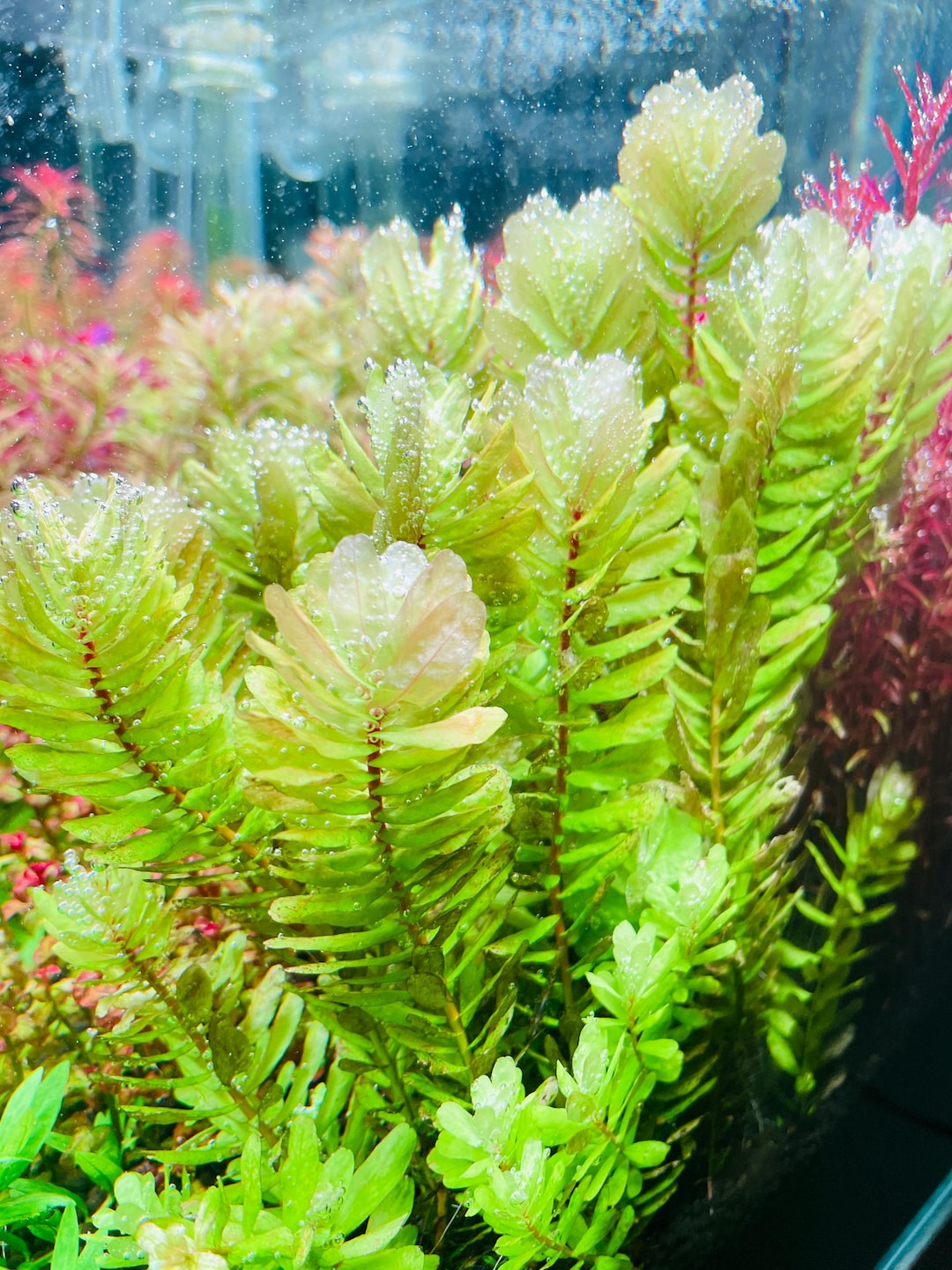 3 Stems Rotala Tulunadensis （rare）- Live Aquarium Plants Free S/h Live ...