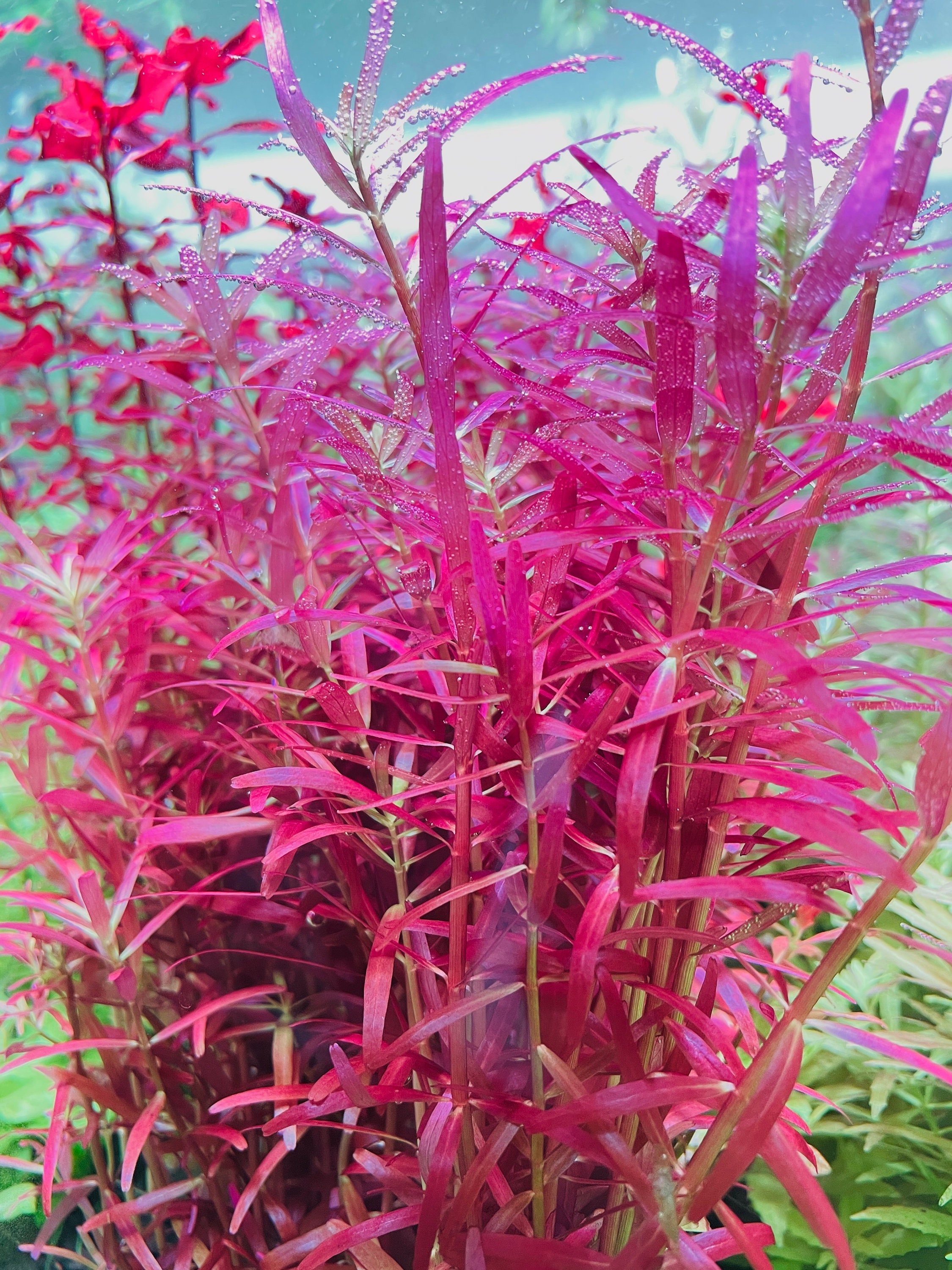 4 Stems of Rotala Blood Red SG Live Aquarium Plant + No Snails - Etsy