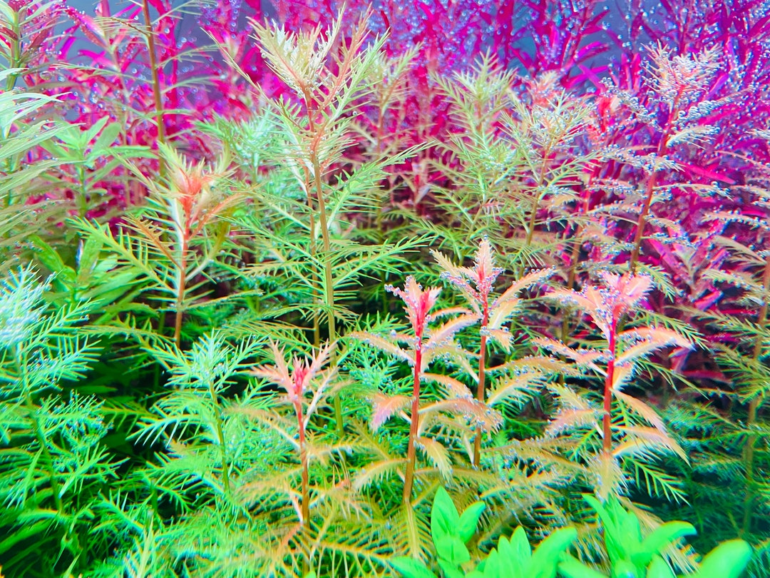 3 Stems of Mermaid Weed, Live Aquarium Plants - Etsy