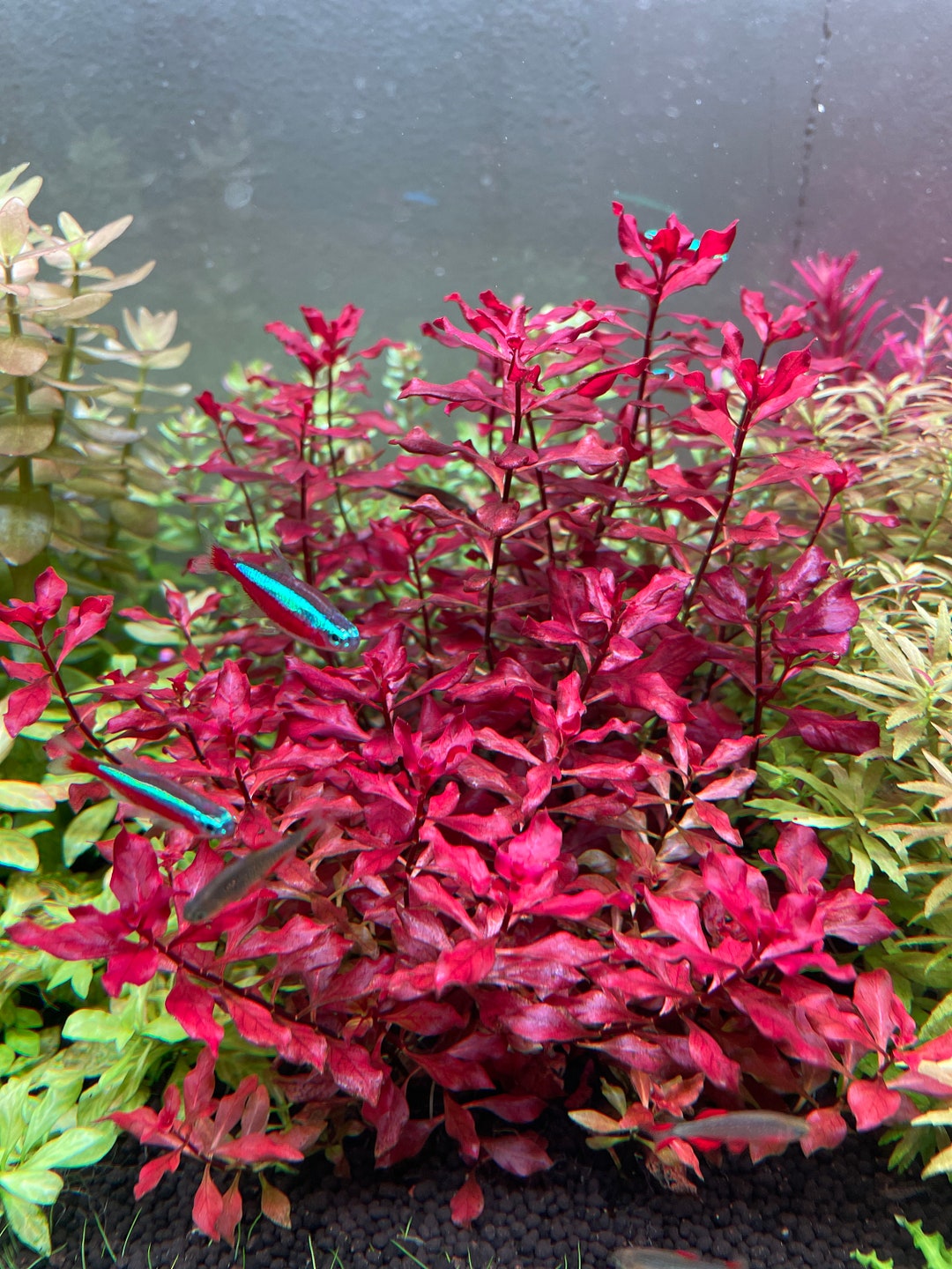 3 Stems of Ludwigia Repens Mini [super Red] - Etsy