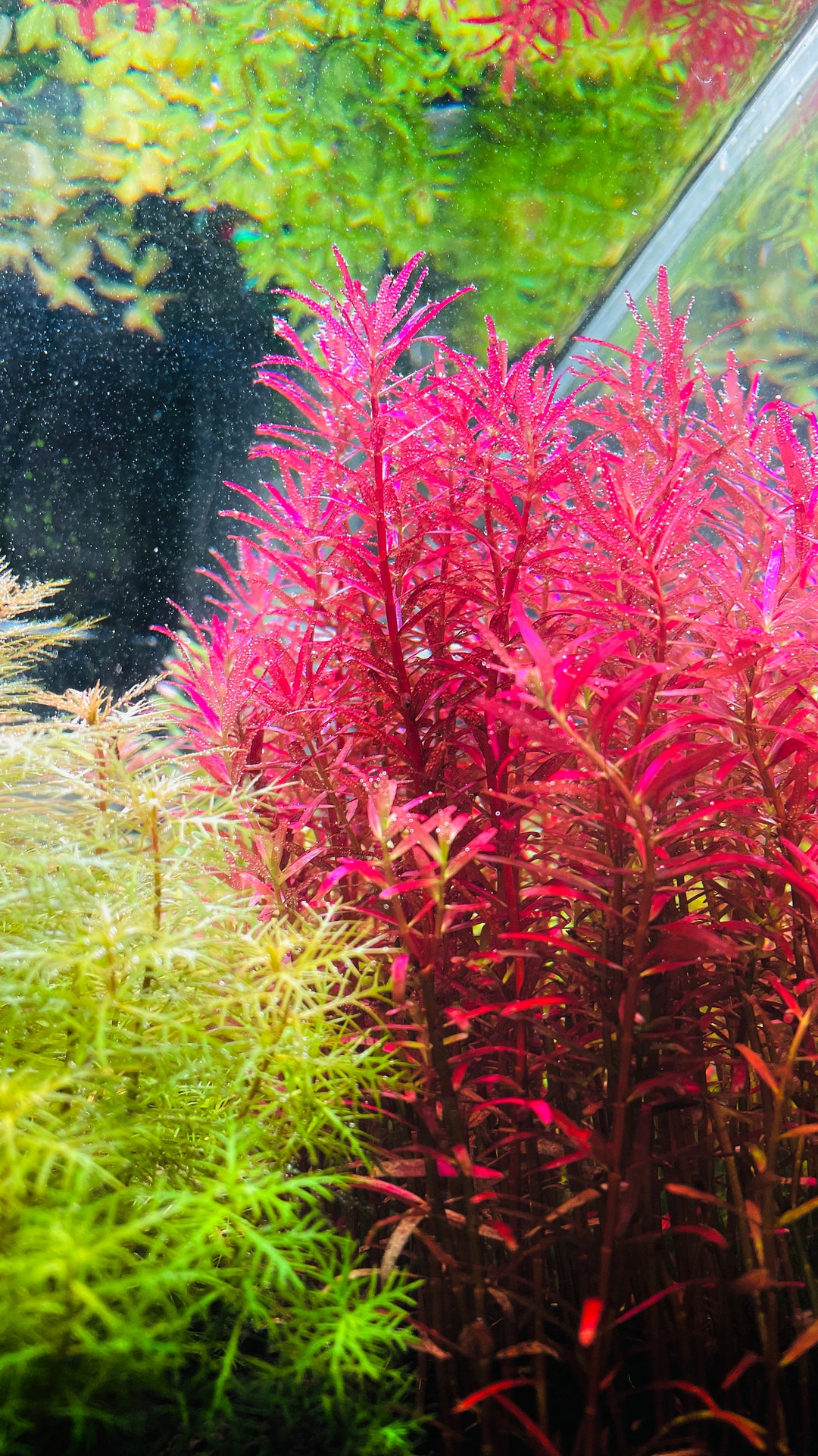 4 Stems of Rotala Blood Red SG Live Aquarium Plant + No Snails - Etsy