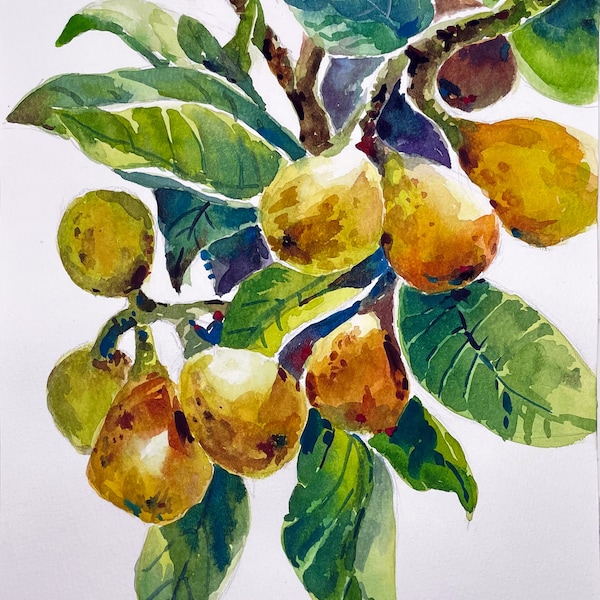 Loquat - Etsy