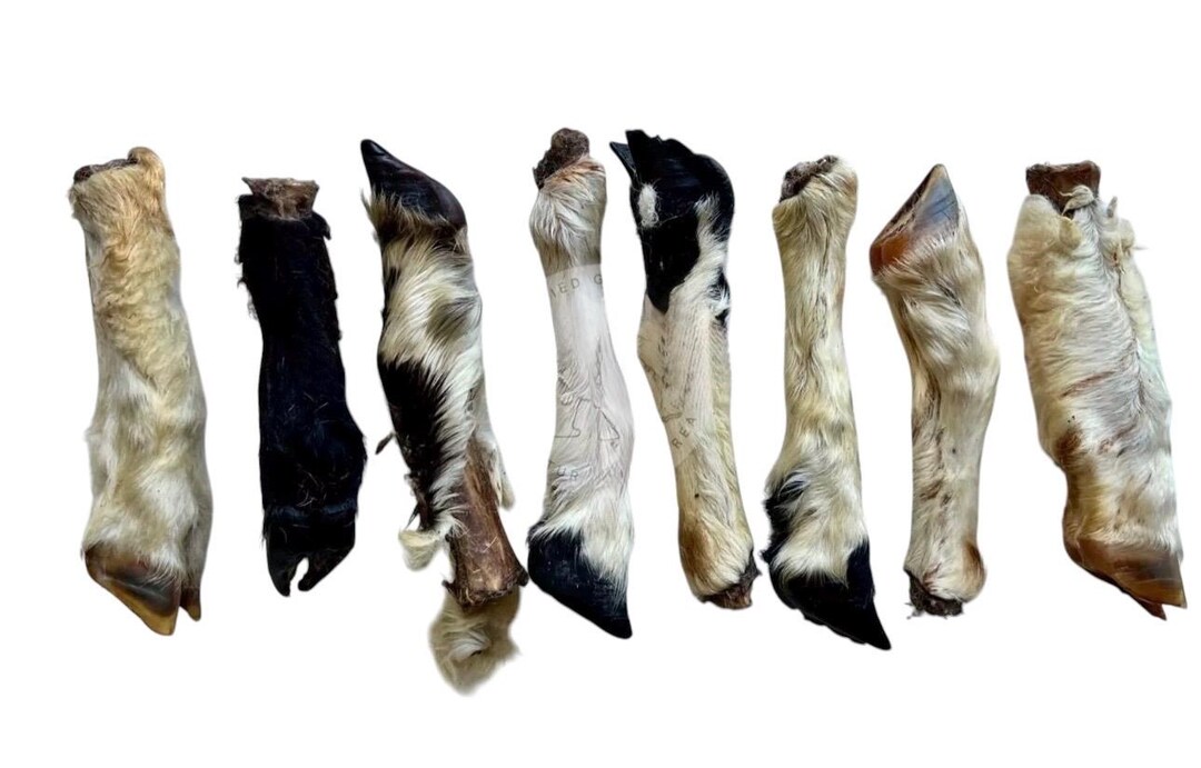15 Furry Lamb Feet Dog Chews: Natural, Long Lasting Treat Bulk Buy - Etsy
