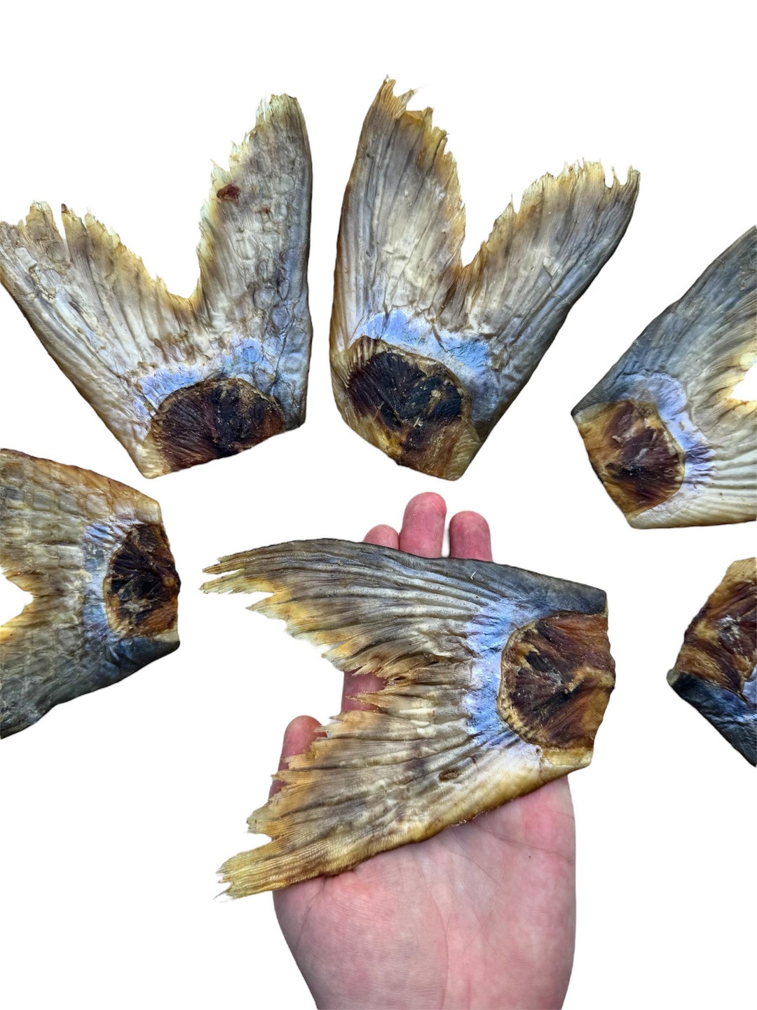 Large Wild-caught Shark Catfish Tails for Dogs Omega-3-6 100% Natural ...