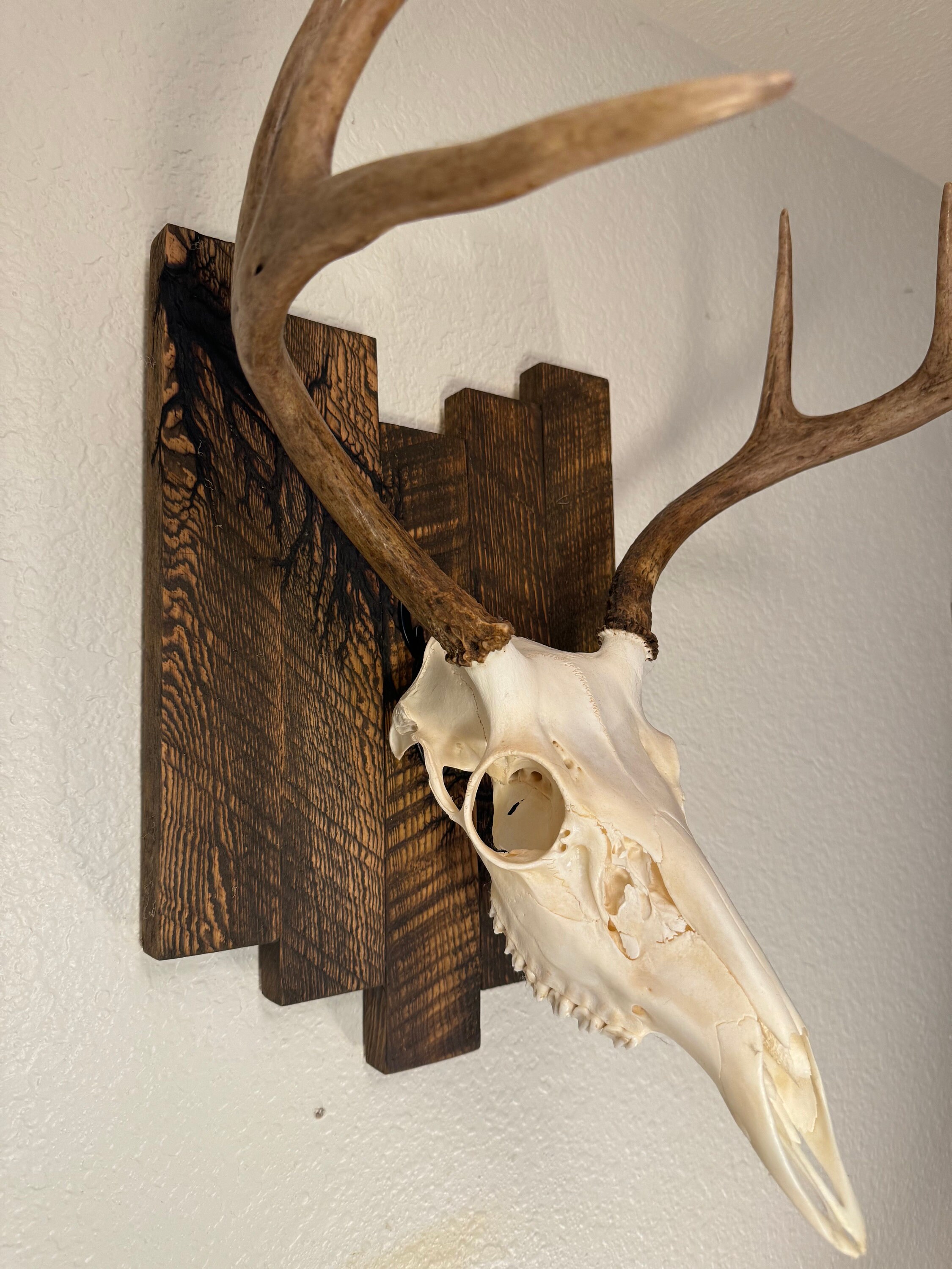 Rustic European Mount Holder / Rough Sawn European Mount Plaque / Deer ...