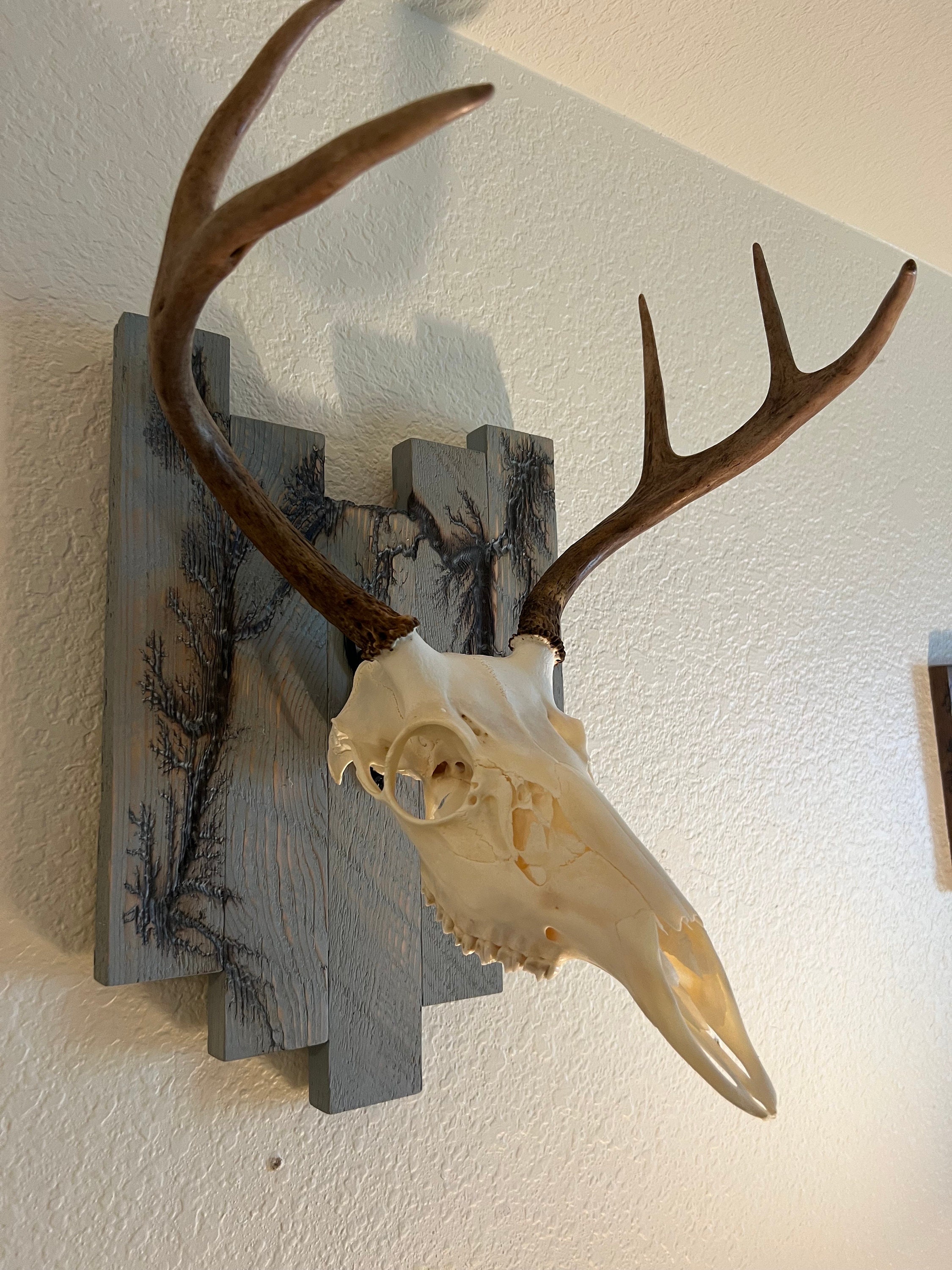 Pecky Cypress Deer Mount Plaques