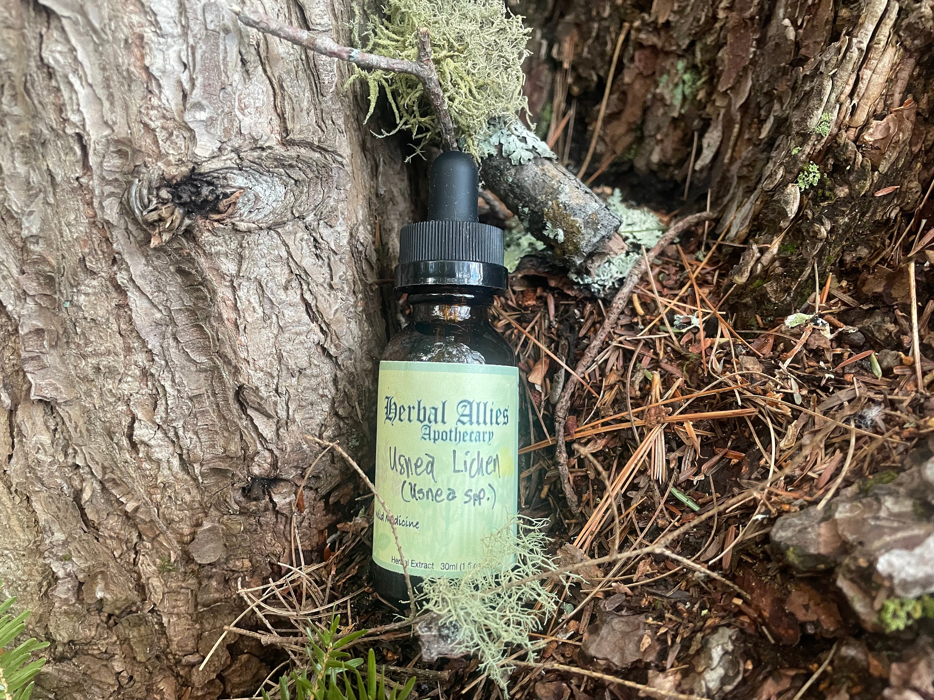 Usnea Lichen Extract - Etsy