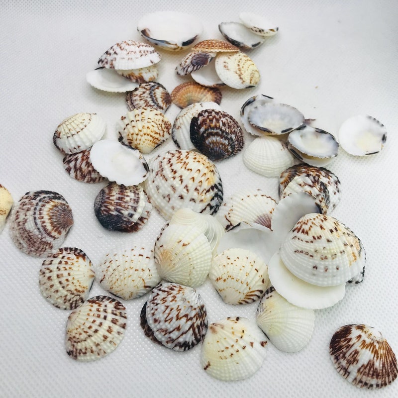 Calico Scallop Shell - Etsy