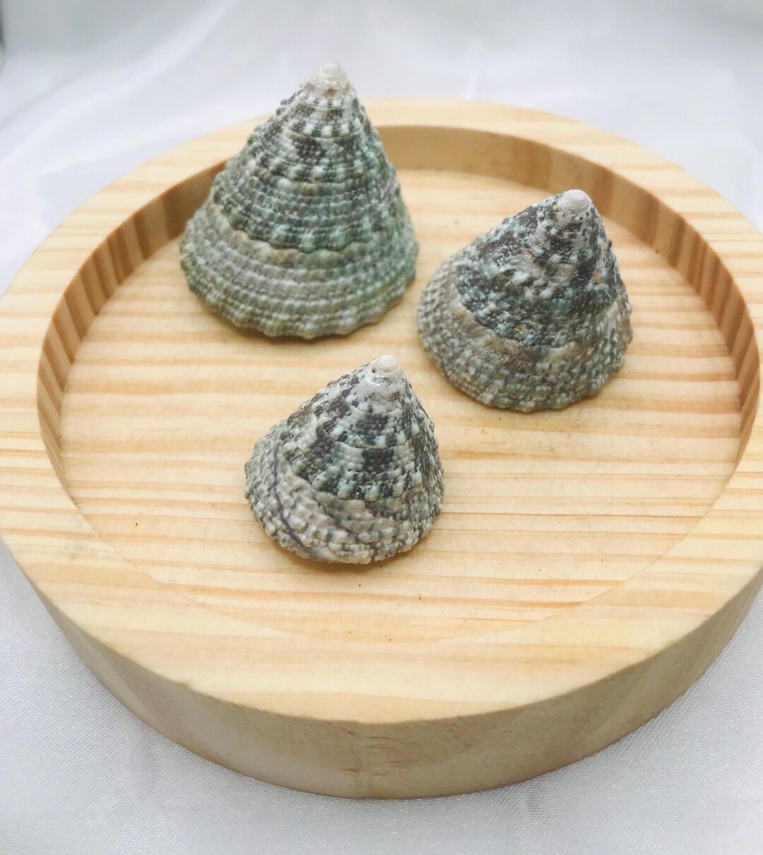 Natural TROCA Seashell - Natural Spiral Form Sea Shell - Hermit Crab ...