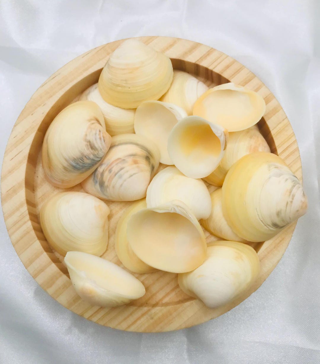 BUTTERCUP Shells - 50g Natural YELLOW CLAM Seashells - Etsy