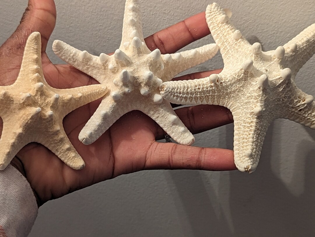 Natural Starfish - Sea Stars, Craft Supplies, Home Decors, DIY Wedding ...